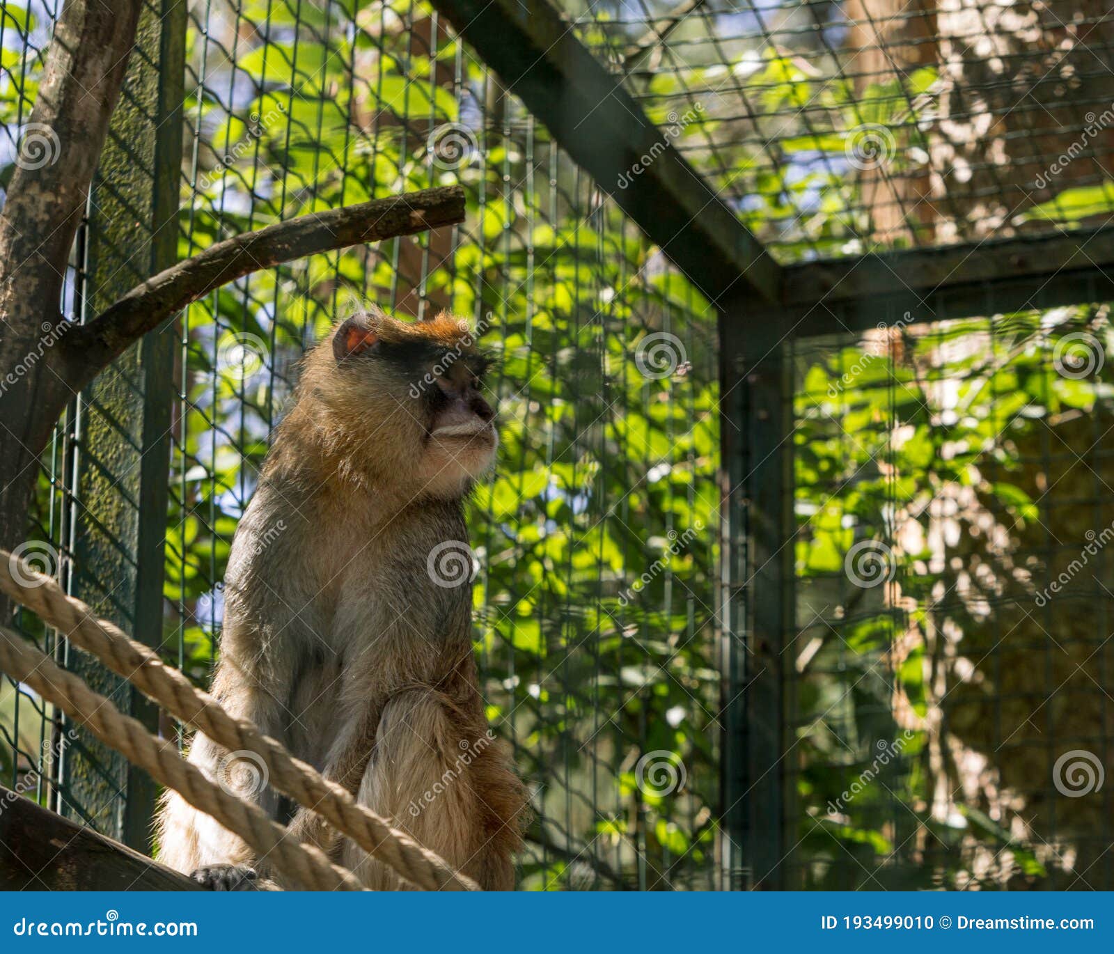 Brown Monkey Primate Sitting in Cage Stock Photo - Image of exotic ...