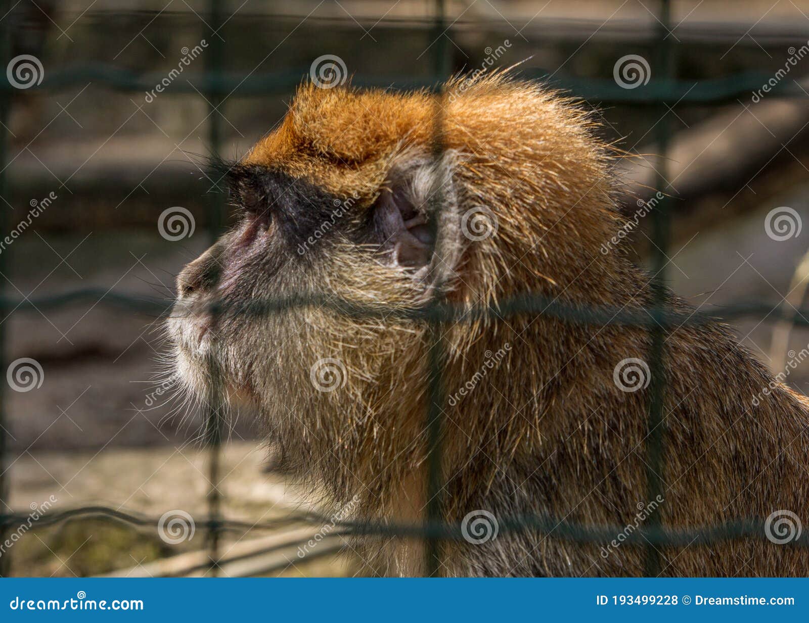 Brown Monkey Primate Sitting in Cage Stock Photo - Image of fluffy ...