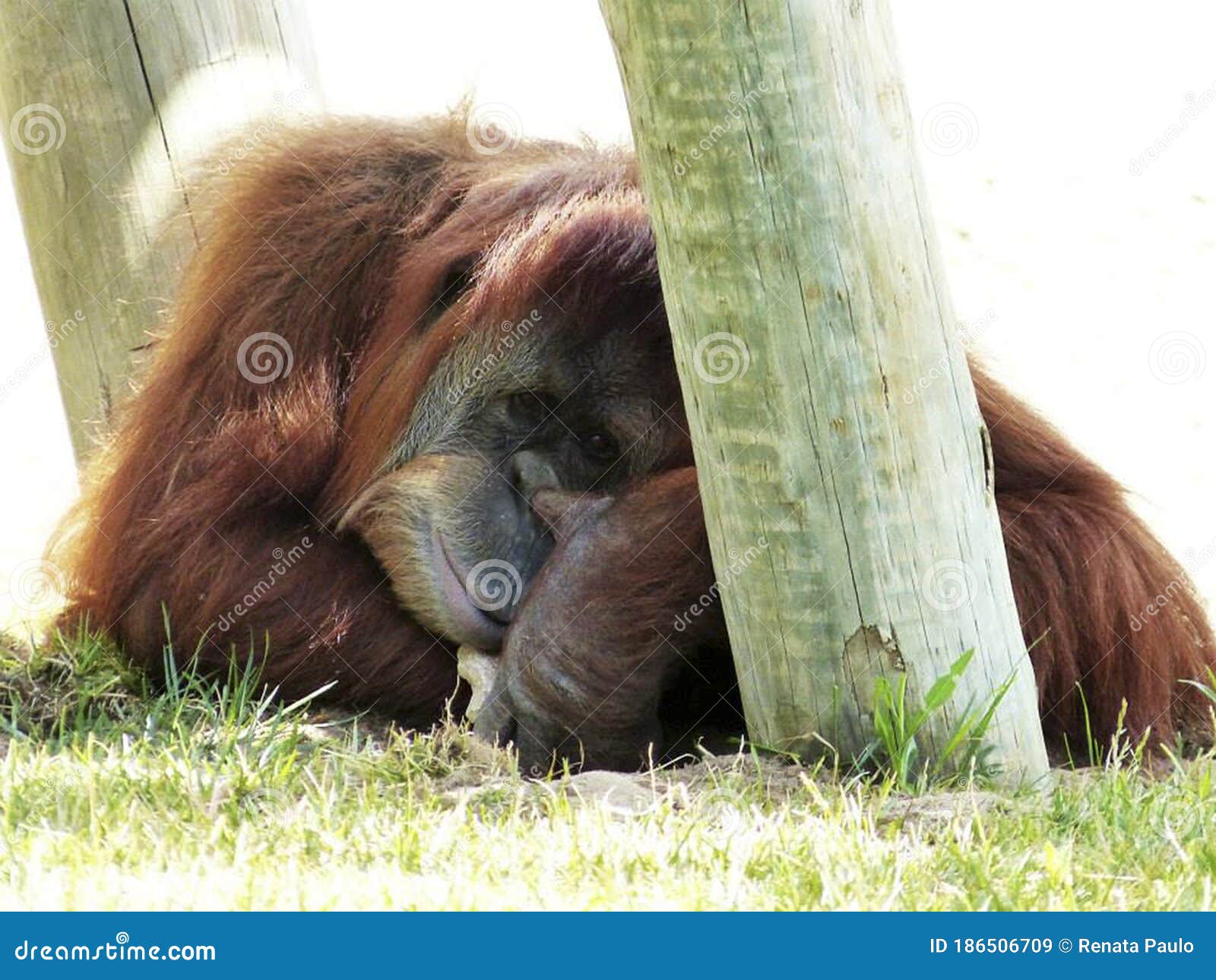 Brown Monkey Resting in the Grass Stock Image - Image of colombia ...