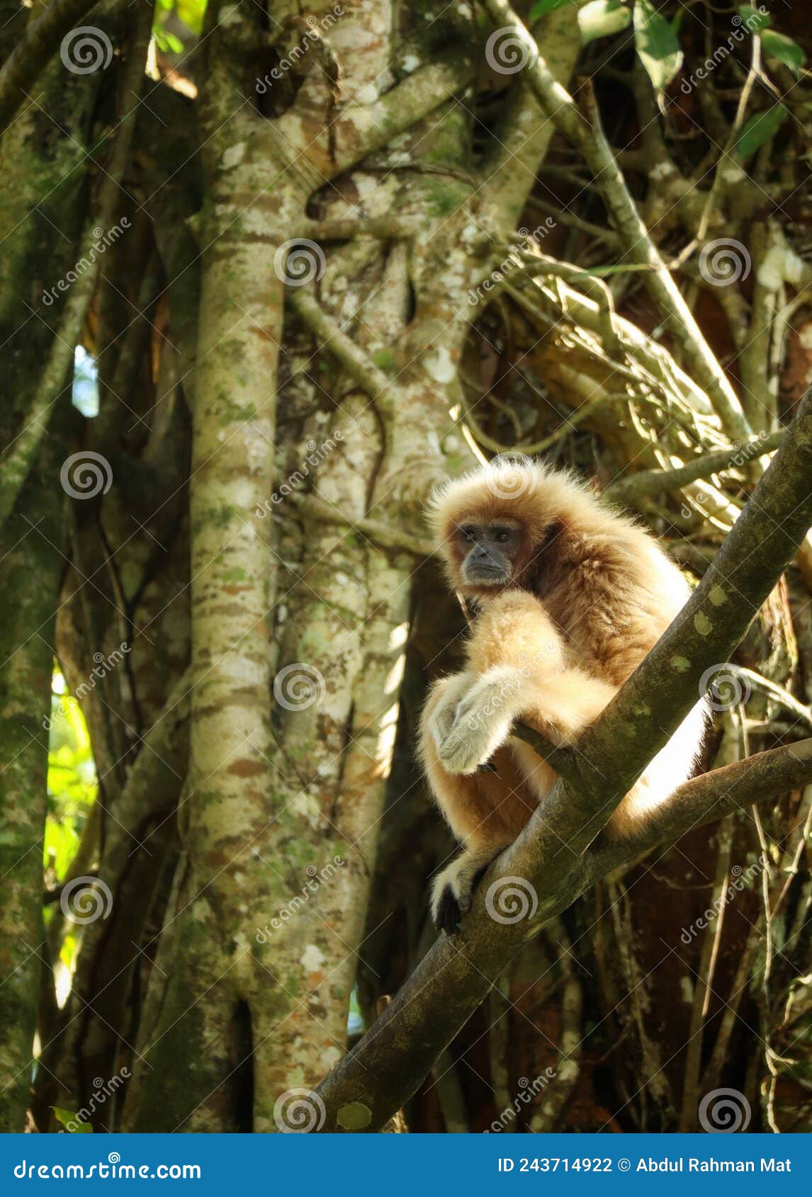 Brown Monkey on Tree Branch Stock Photo - Image of closed, forest ...