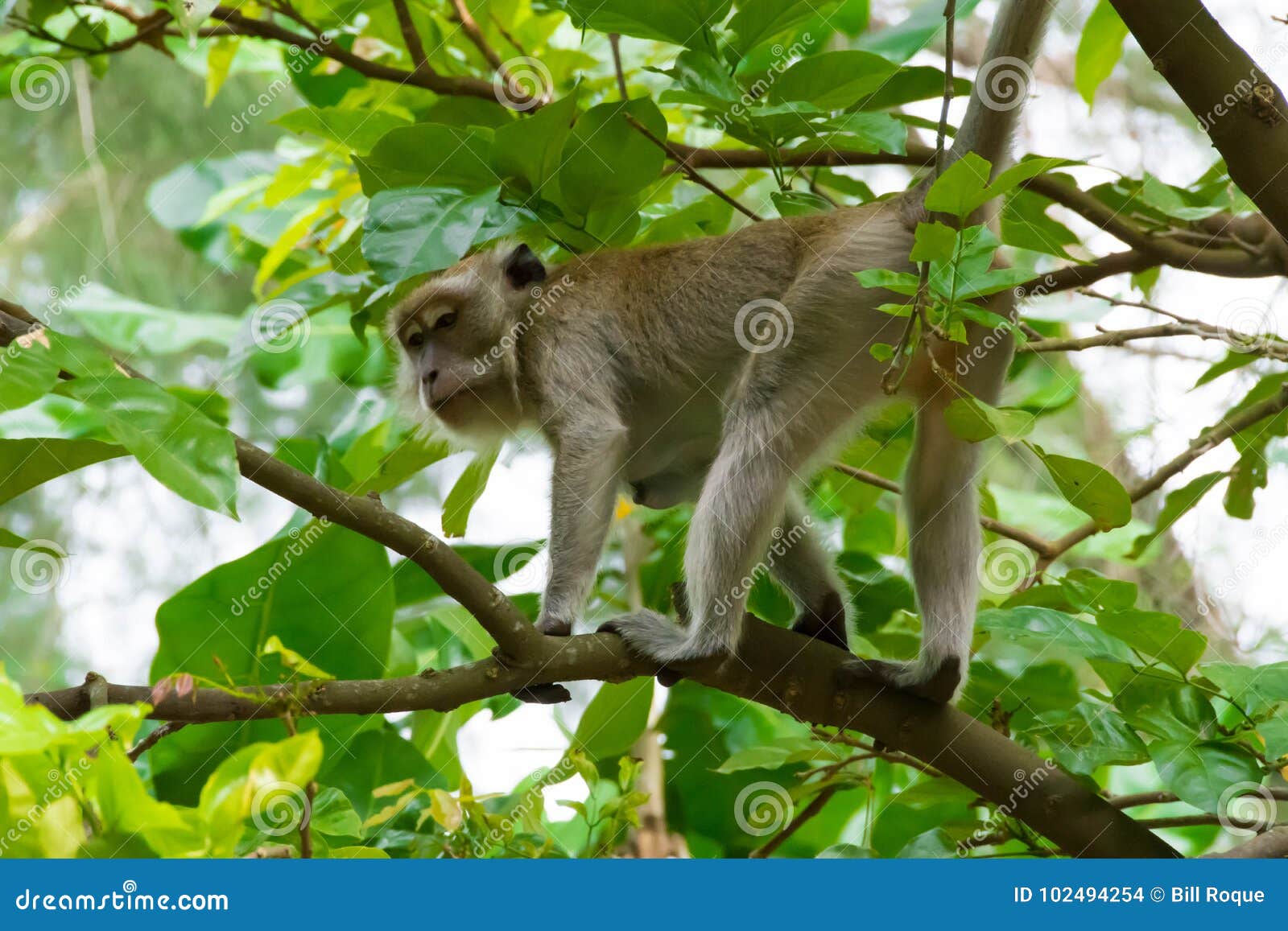 Brown Monkey Walking in a Park Stock Photo - Image of animal, tree ...