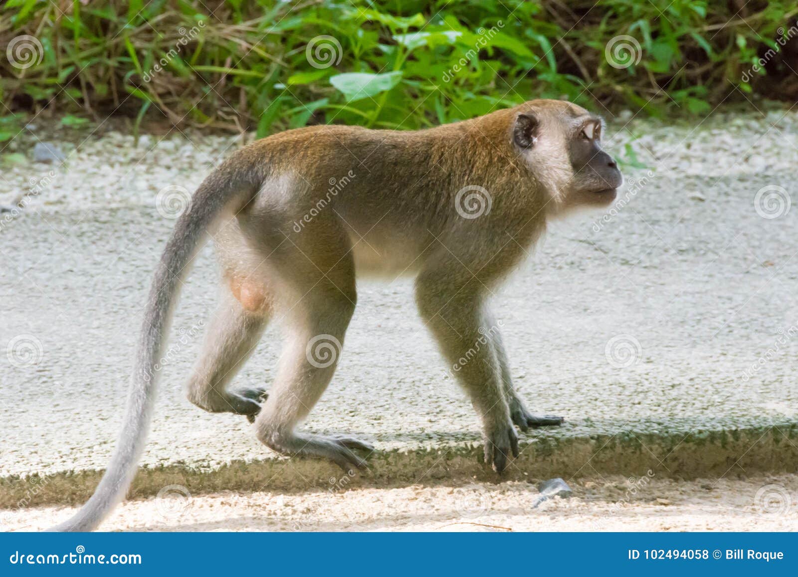 Brown Monkey Walking and Playing in a Park Stock Photo - Image of funny ...