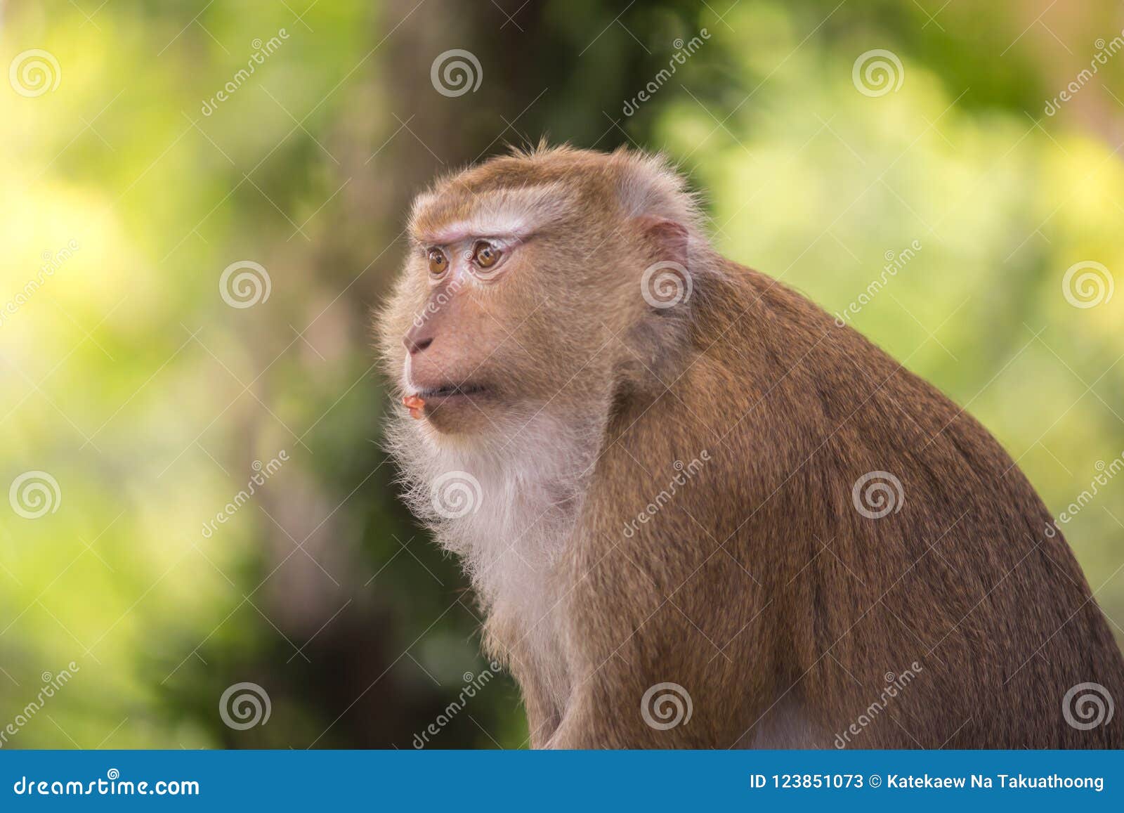 Brown monkey stock image. Image of outside, portrait - 123851073