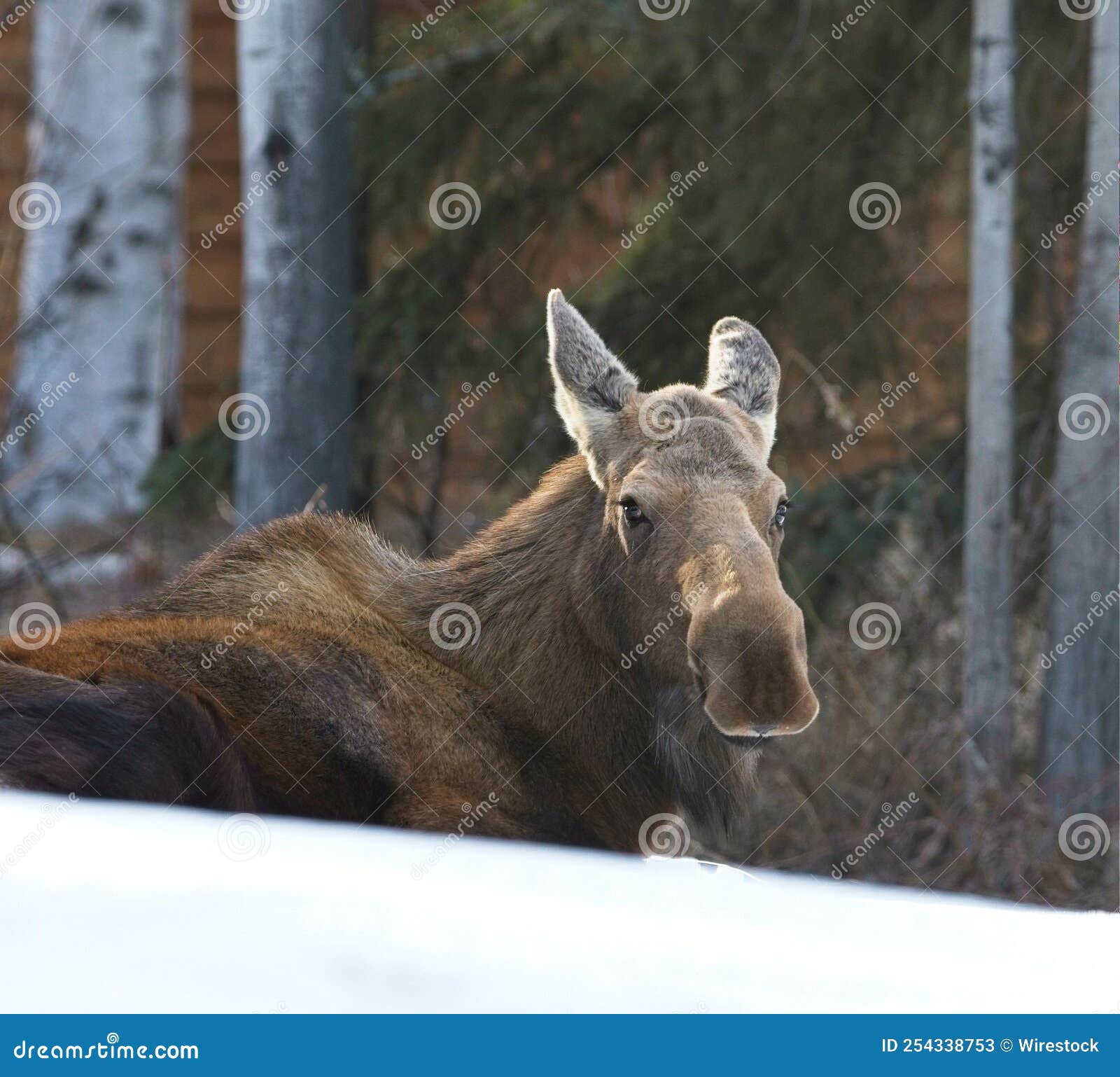 Brown Moose Walking in the Forest Stock Image - Image of view, alpine ...