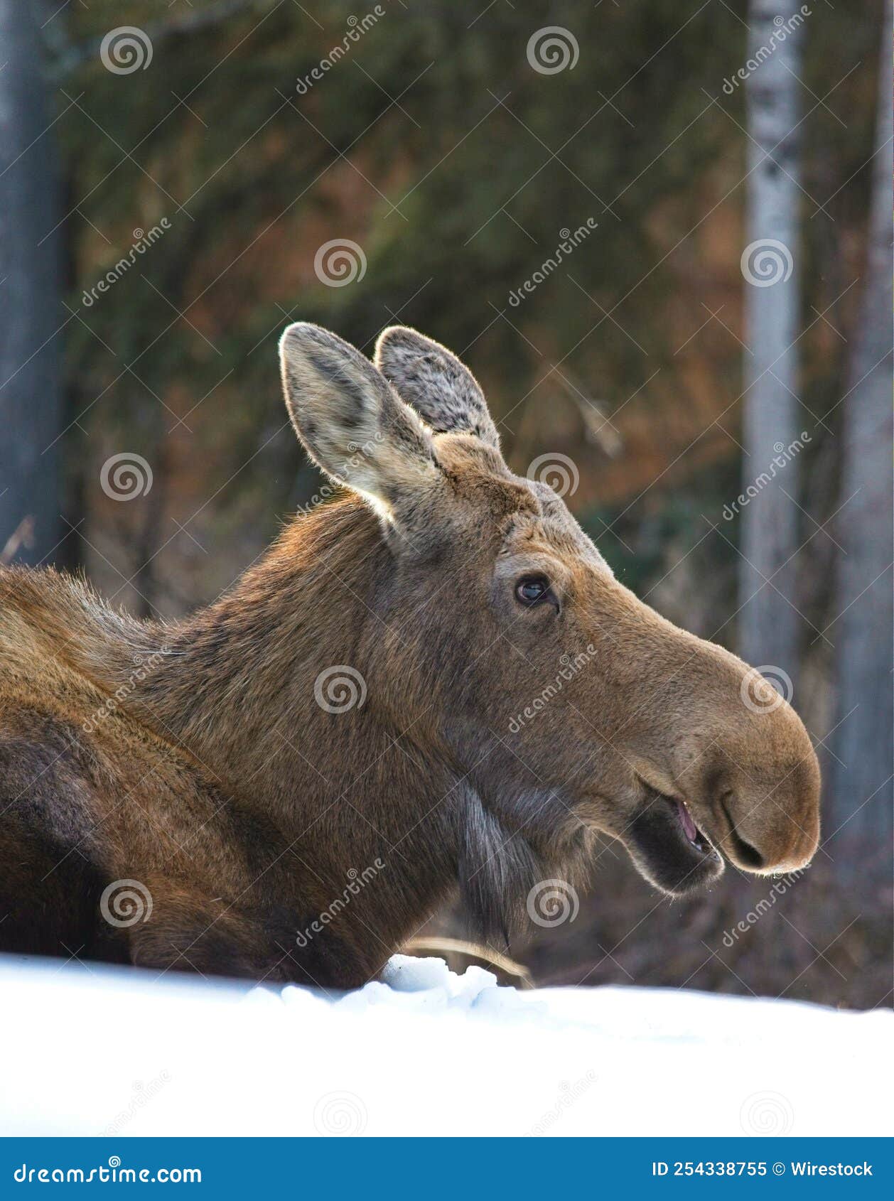 Brown Moose Walking in the Forest Stock Image - Image of habitat ...
