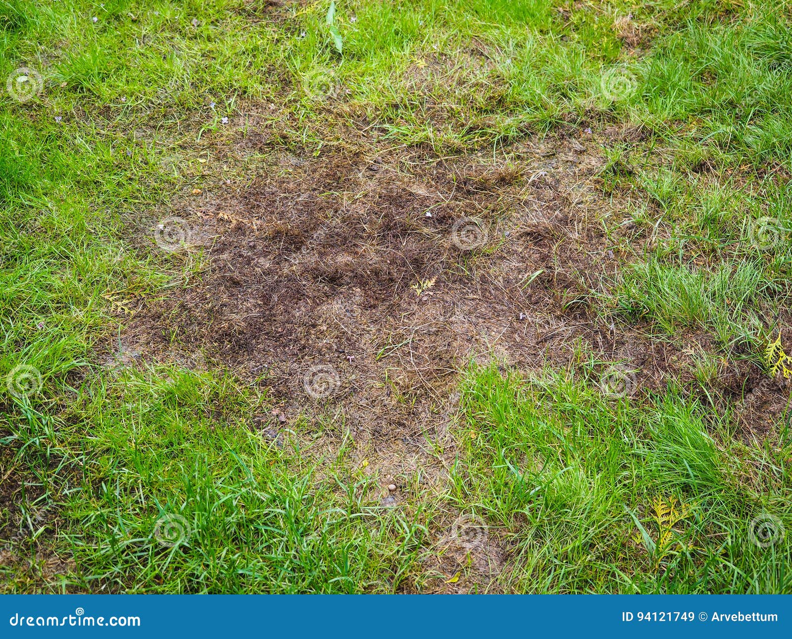 Brown Mossy Patch in Green Grass Stock Image - Image of damaged, nature ...