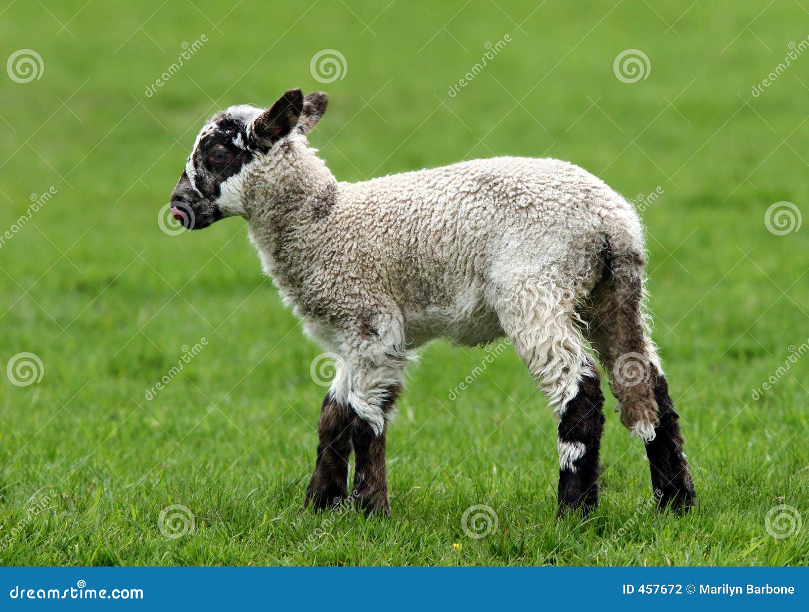 Brown moteó el cordero foto de archivo. Imagen de campo - 457672