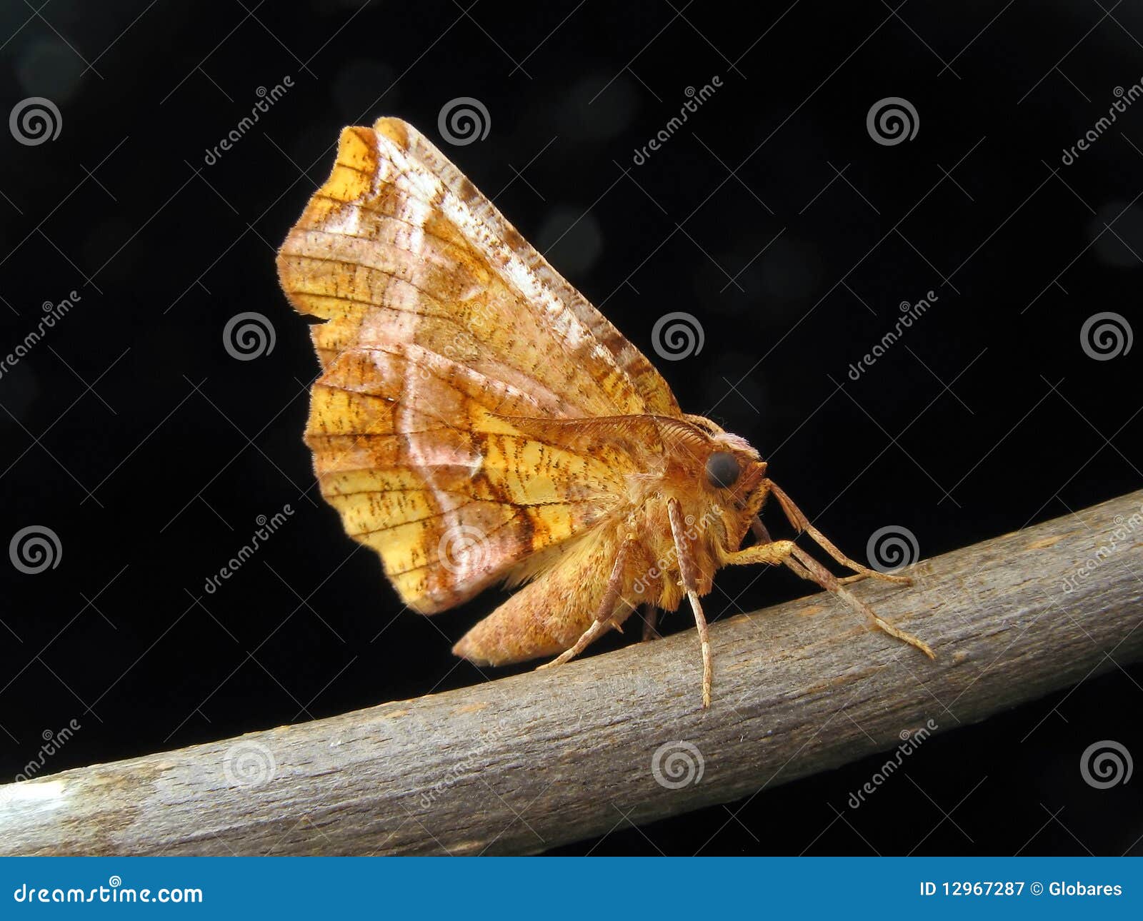 Brown moth stock image. Image of moth, branch, macro - 12967287