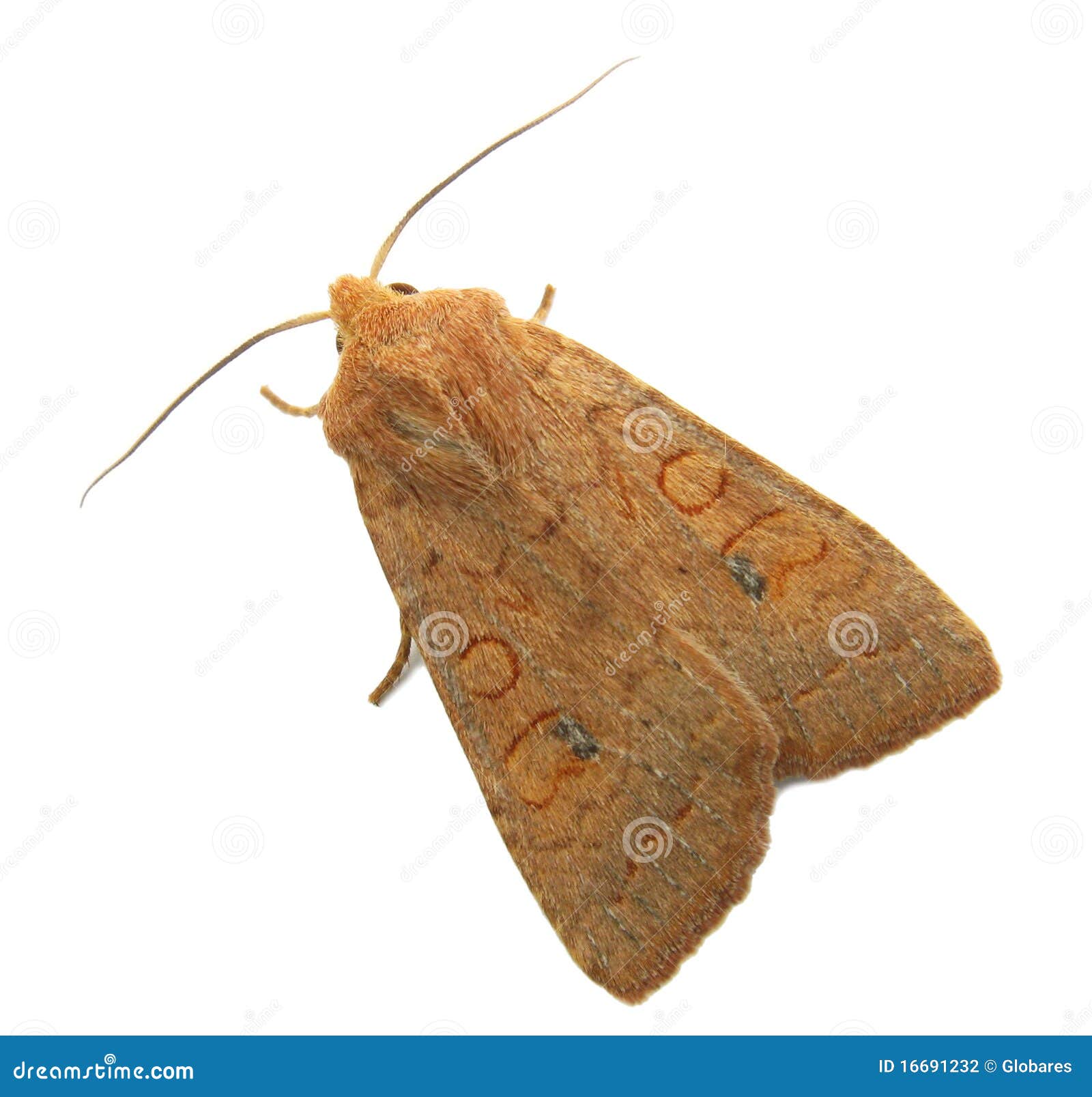 Brown moth stock photo. Image of butterfly, closeup, moth - 16691232