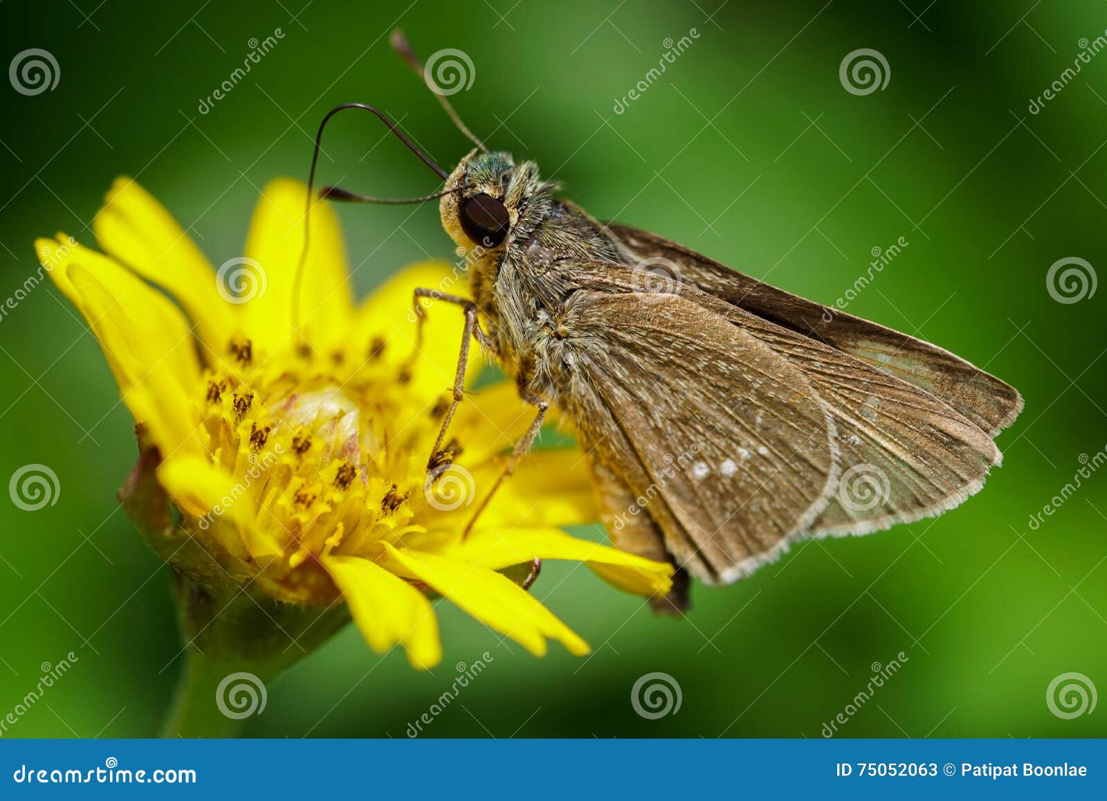 Brown Moth Feeding on Nectar Stock Image - Image of brown, detail: 75052063