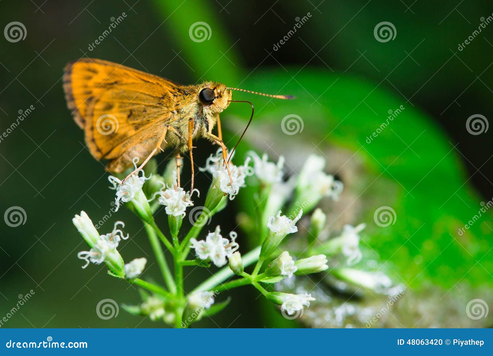 Brown moth stock photo. Image of pattern, face, cute - 48063420