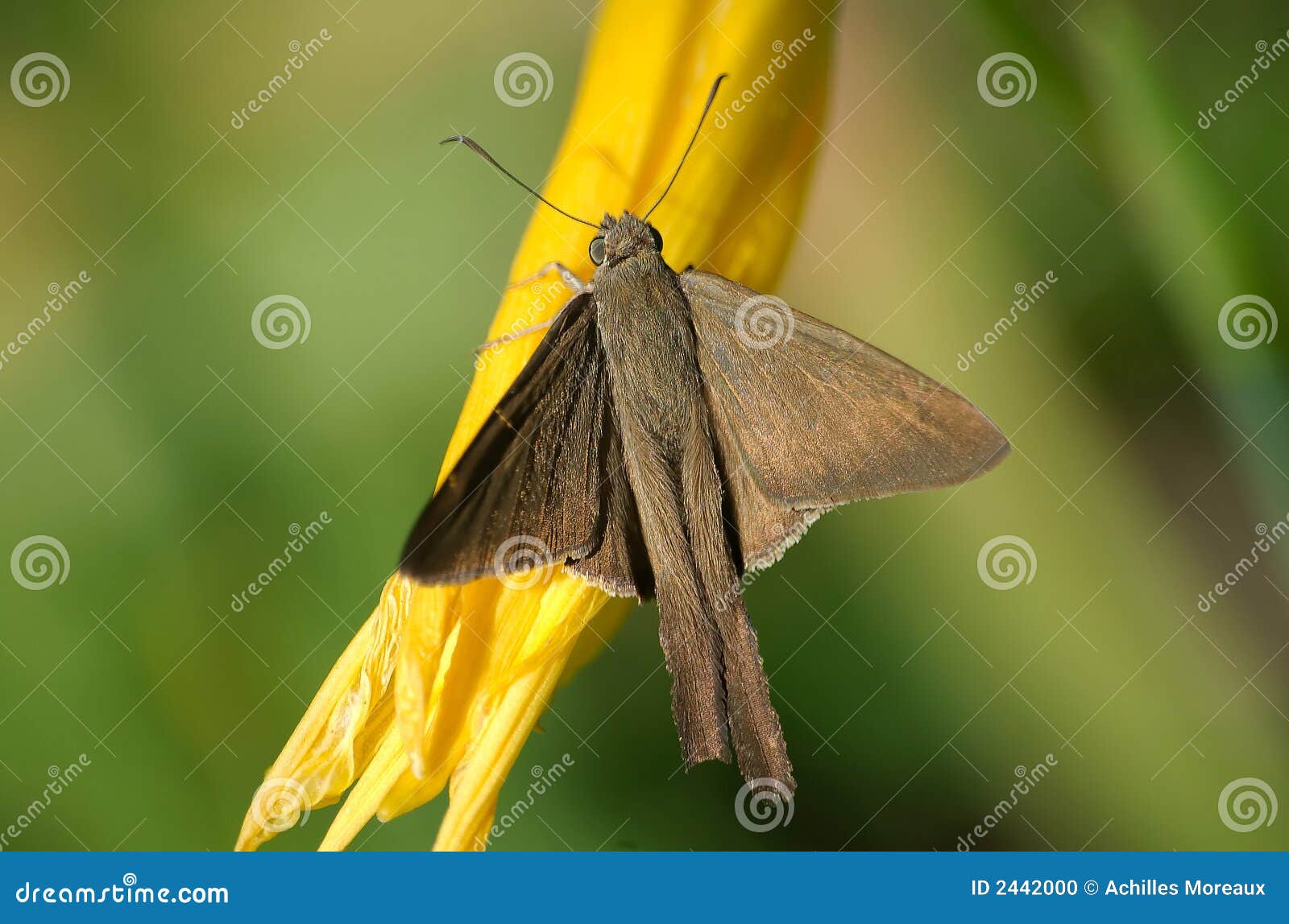 Brown moth on flower stock photo. Image of blooming, macro - 2442000