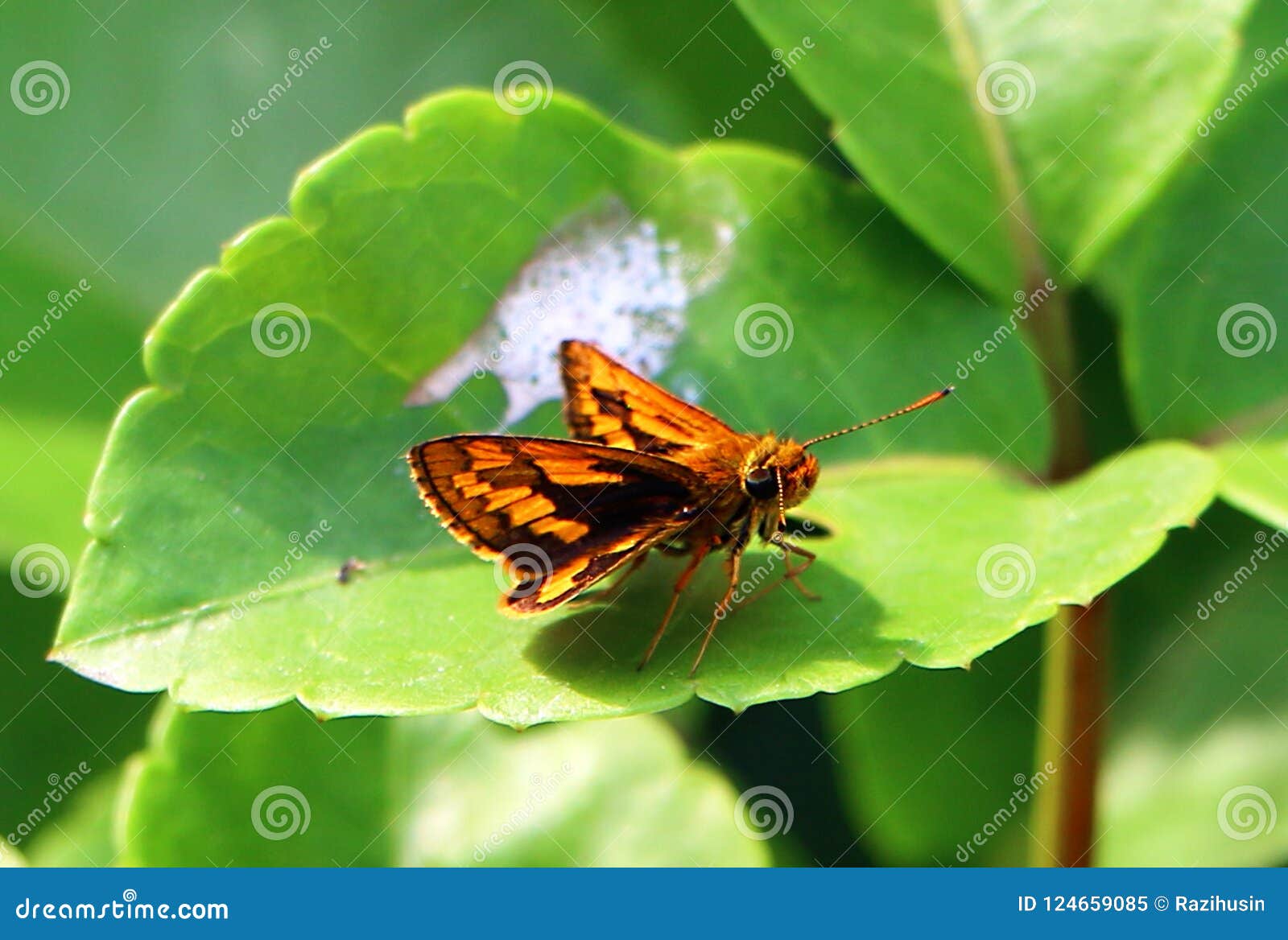 Brown Moth Catching on Green Tree Leaf Stock Image - Image of macro ...