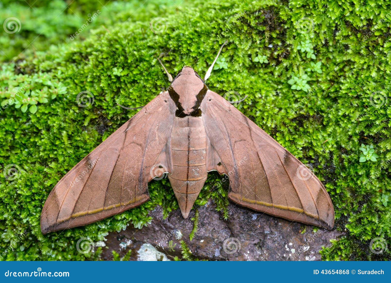 Brown moth stock photo. Image of environment, color, moth - 43654868