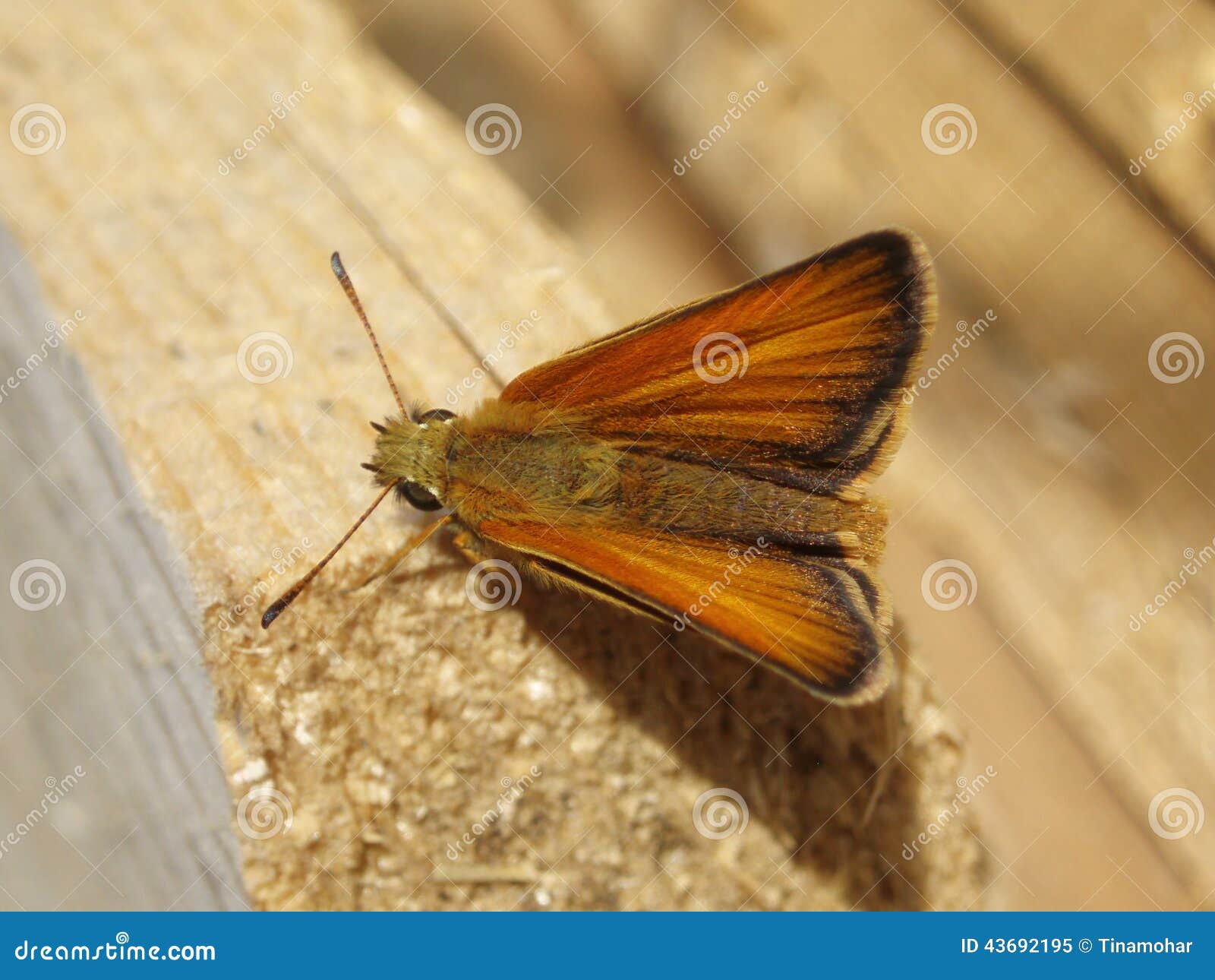 Brown moth resting on wood stock image. Image of invertebrate - 43692195