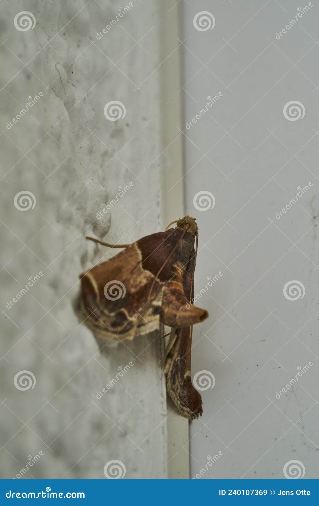 Brown Moth Sitting on a White Wall Stock Image - Image of close, wild ...
