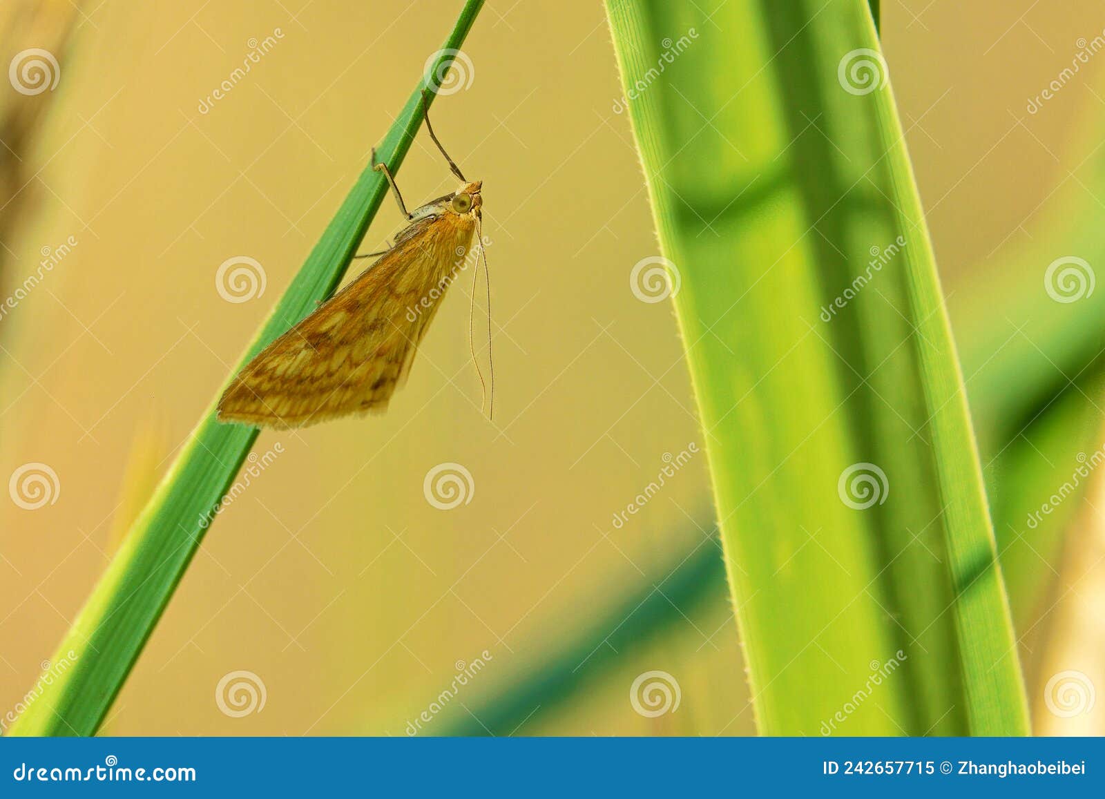 Brown moth stock image. Image of mothes, brown, wild - 242657715