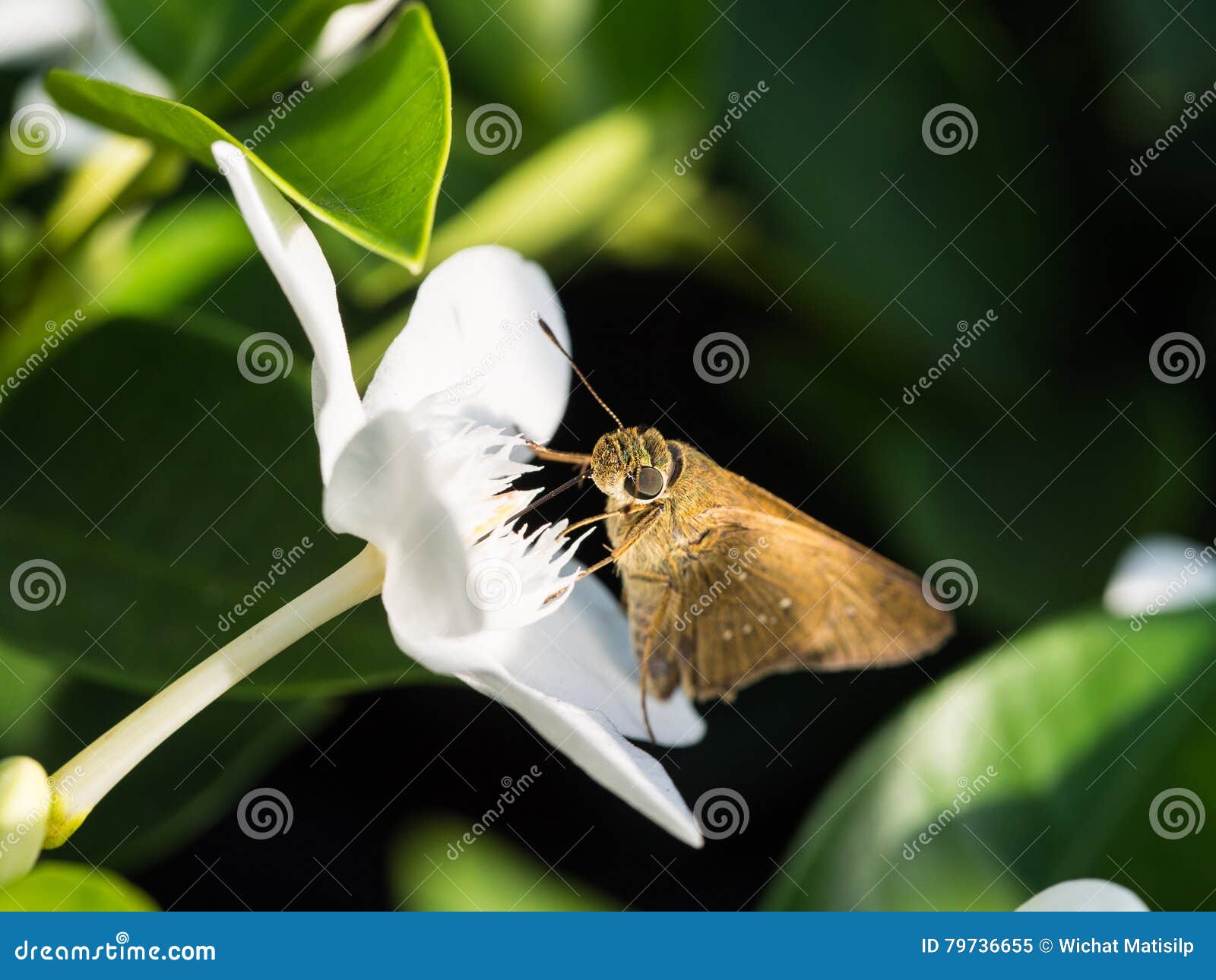 Brown Moth Sucks Nectar stock image. Image of insect - 79736655