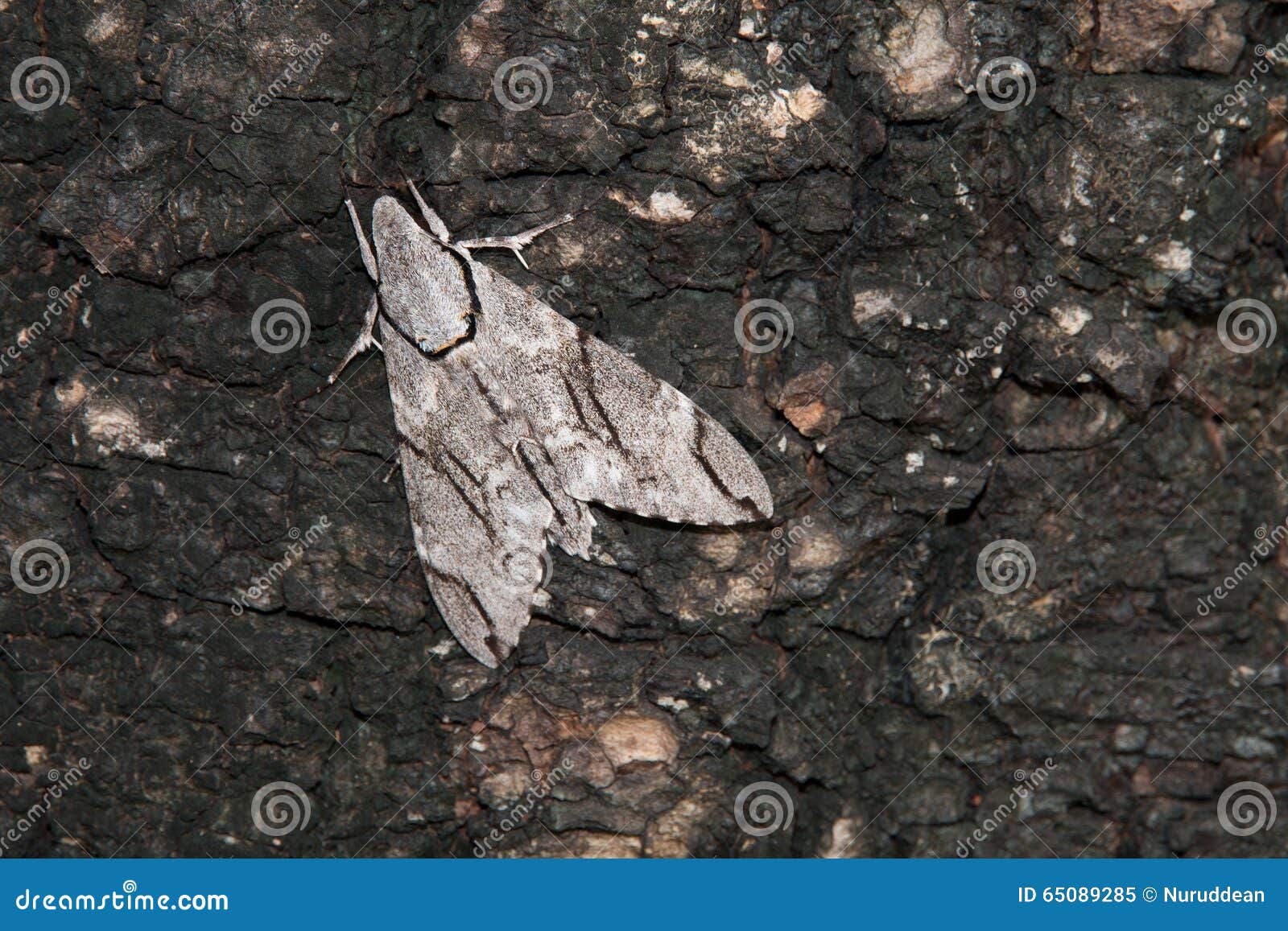 Brown moth on the tree stock image. Image of close, fauna - 65089285