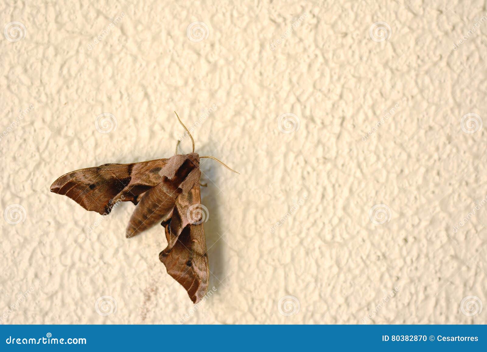 Brown moth on the wall stock photo. Image of color, grace - 80382870