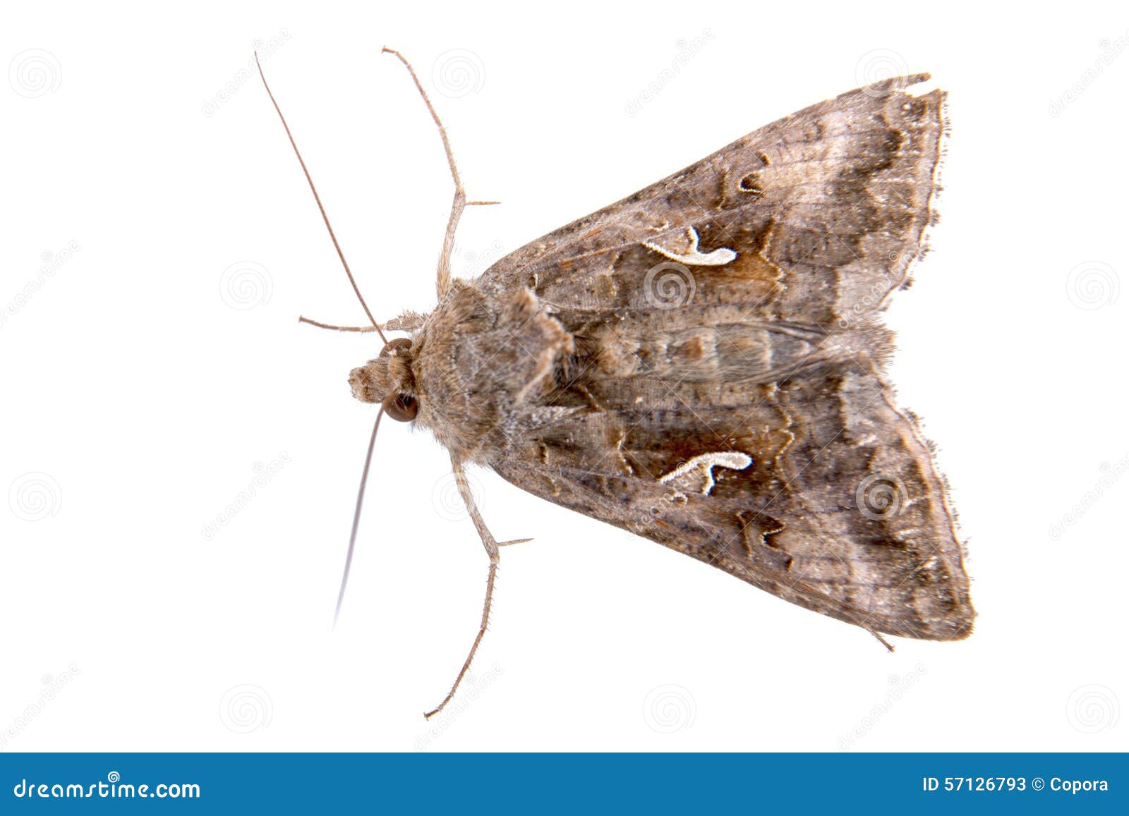 Brown Moth on a White Background Stock Image - Image of nature, insect ...