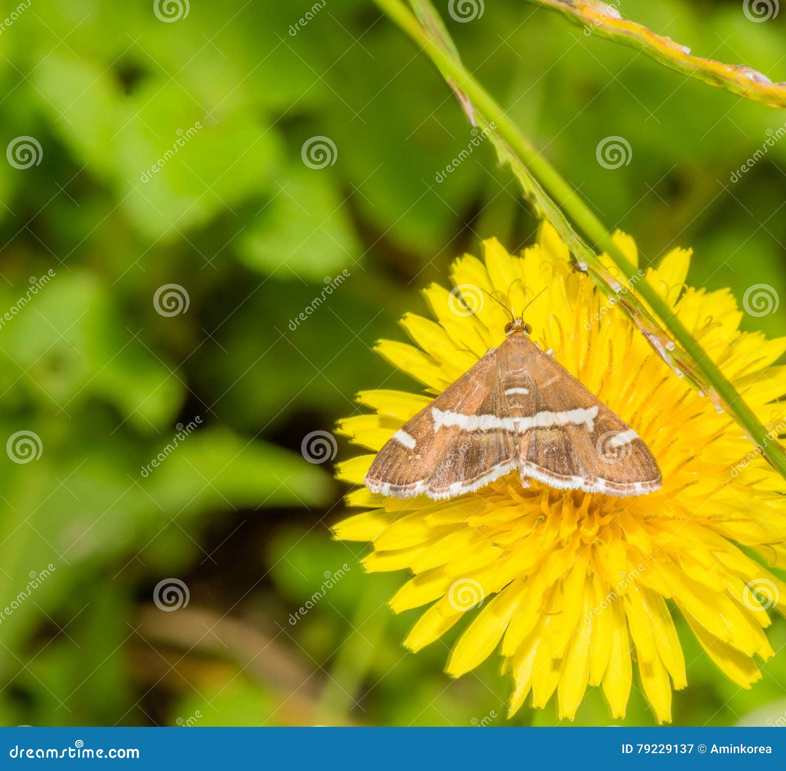 Brown moth on yellow daisy stock image. Image of natural - 79229137