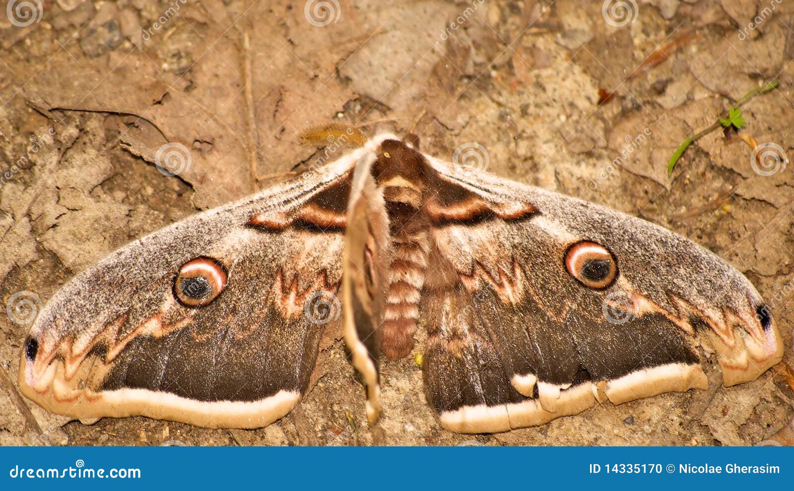 Brown-Mottenflügel stockfoto. Bild von antennen, gefiedert - 14335170