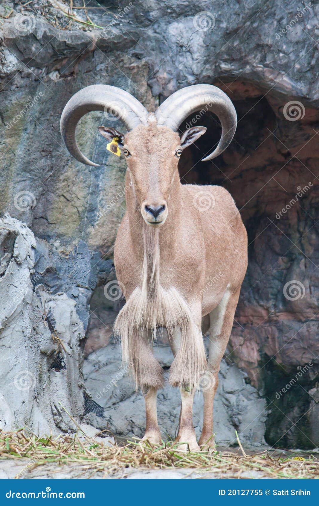 Brown mountain goat stock image. Image of crater, middle - 20127755