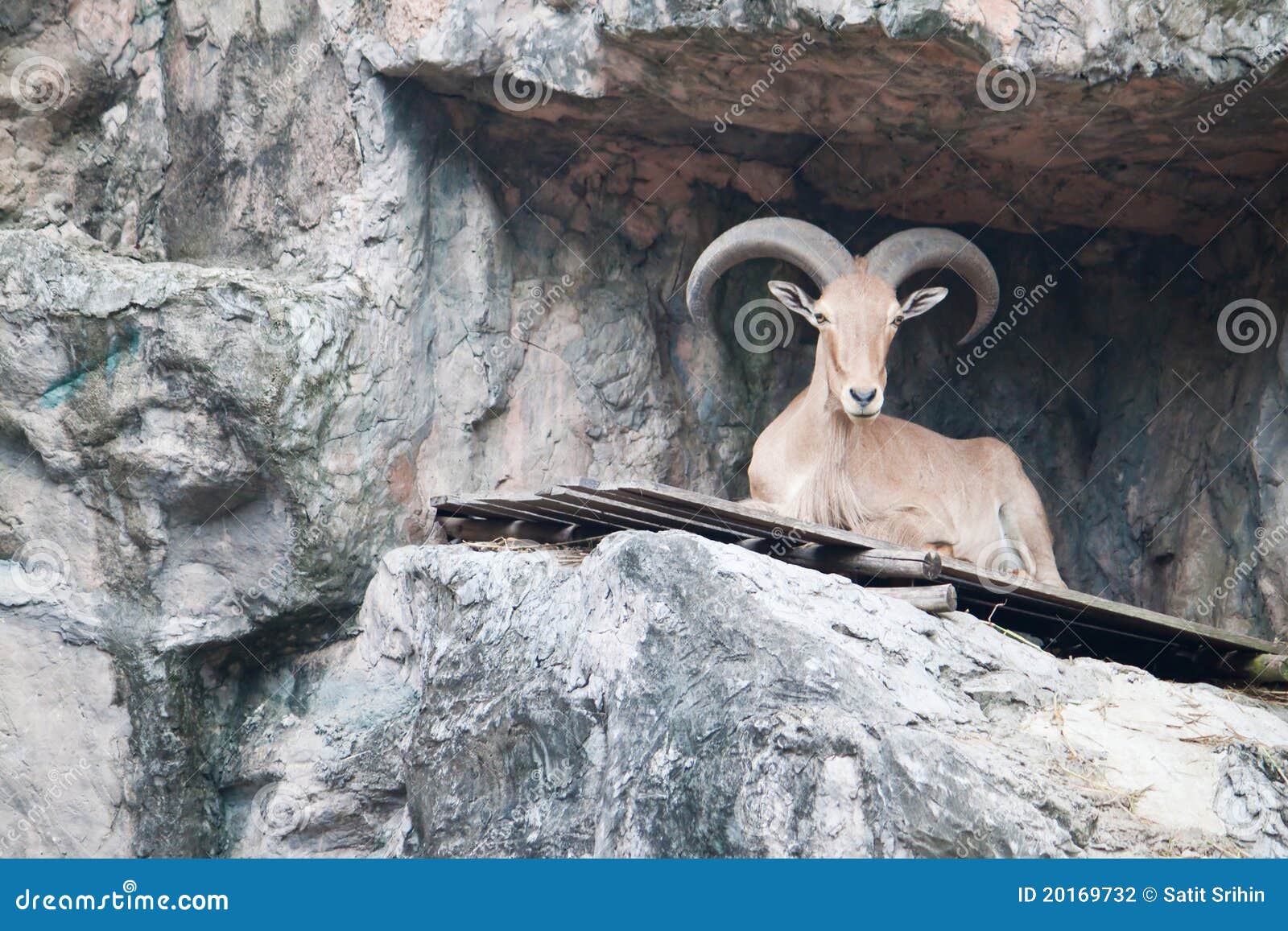 Brown mountain goat stock photo. Image of mountain, rock - 20169732