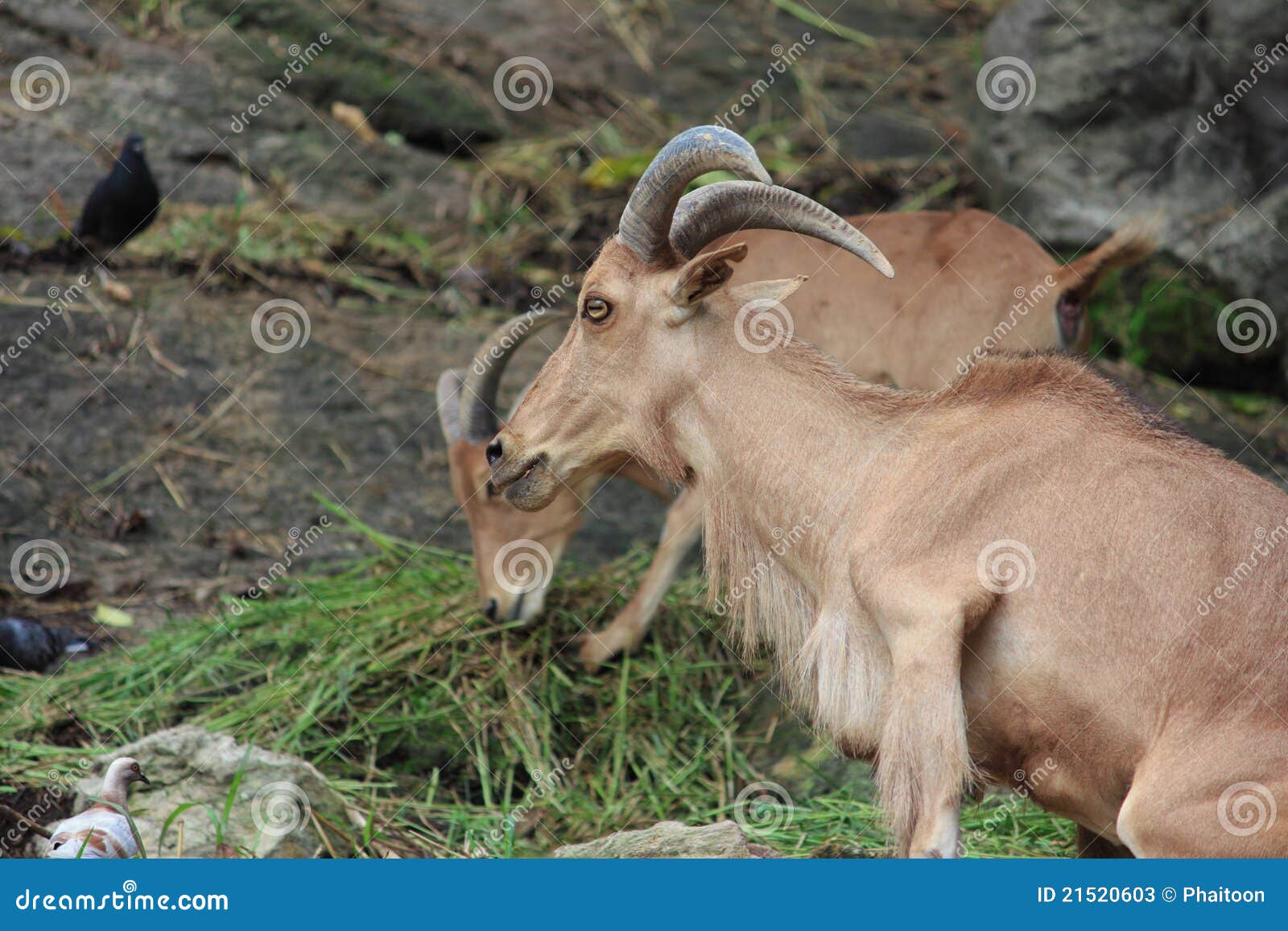 Brown Mountain Goat Eating Grass Stock Image - Image of high, cliffs ...