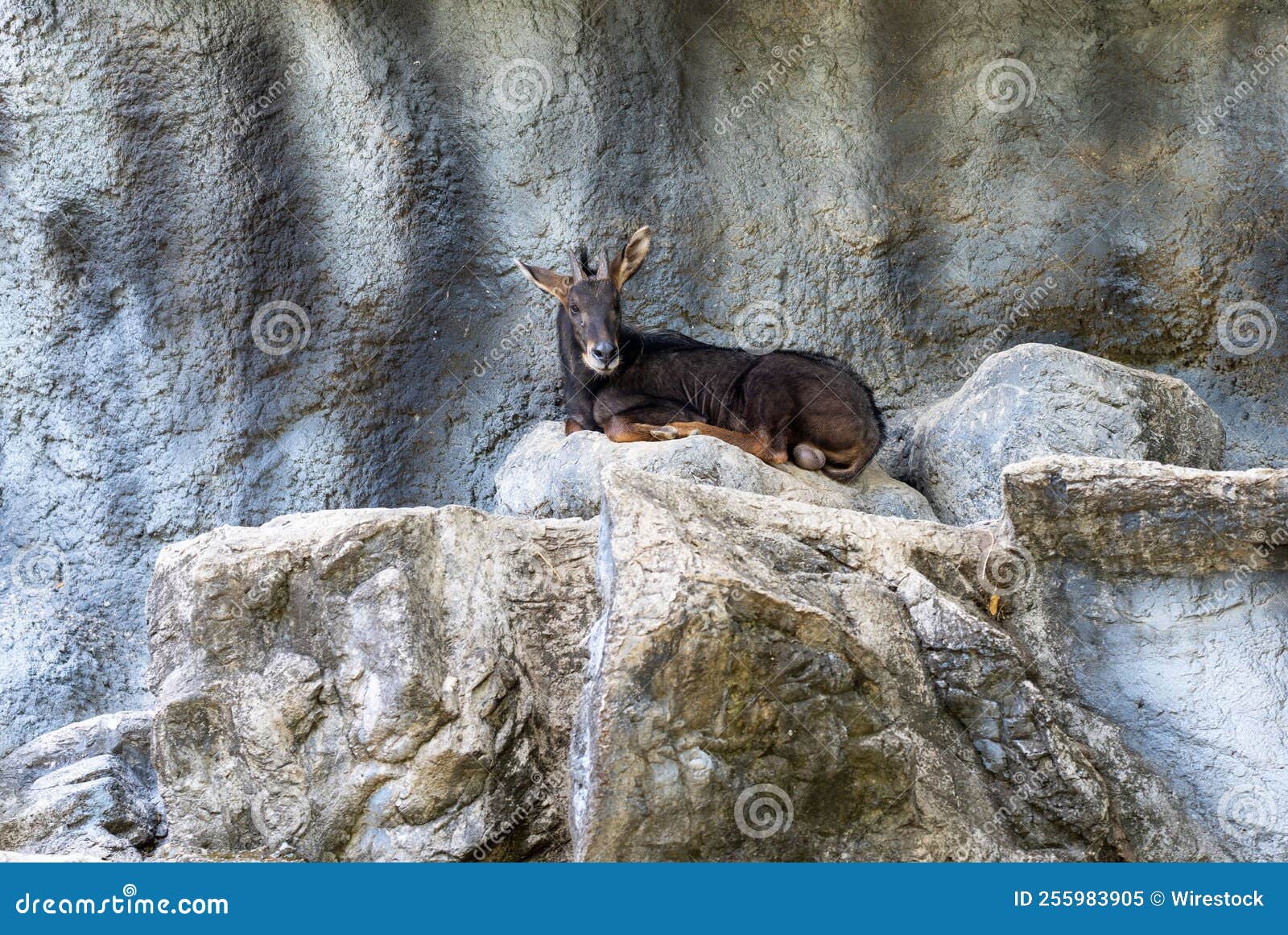Brown Mountain Goat Laying on Rocks Stock Image - Image of mammal, wild ...
