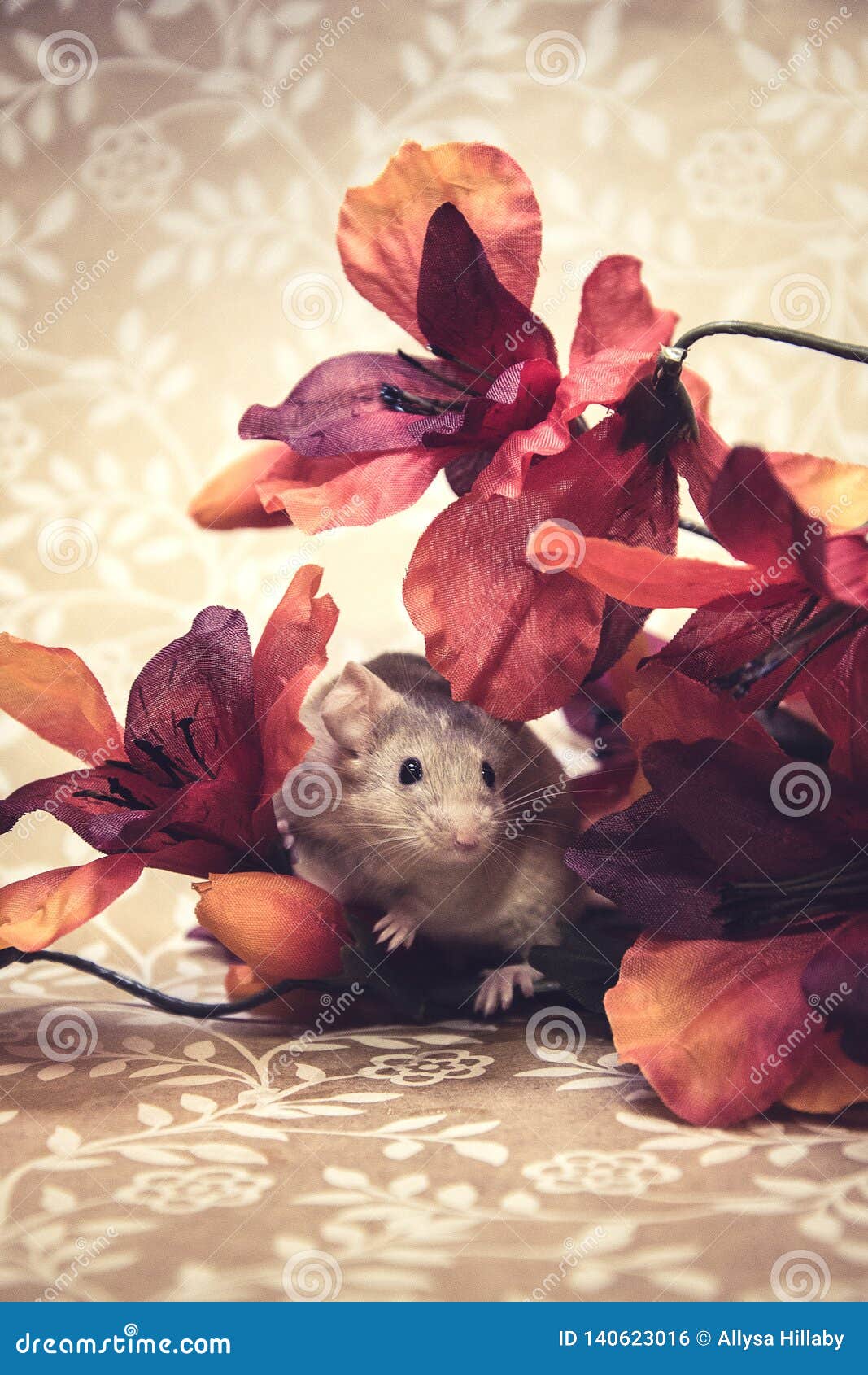 Brown mouse fall colors stock photo. Image of nose, looking - 140623016