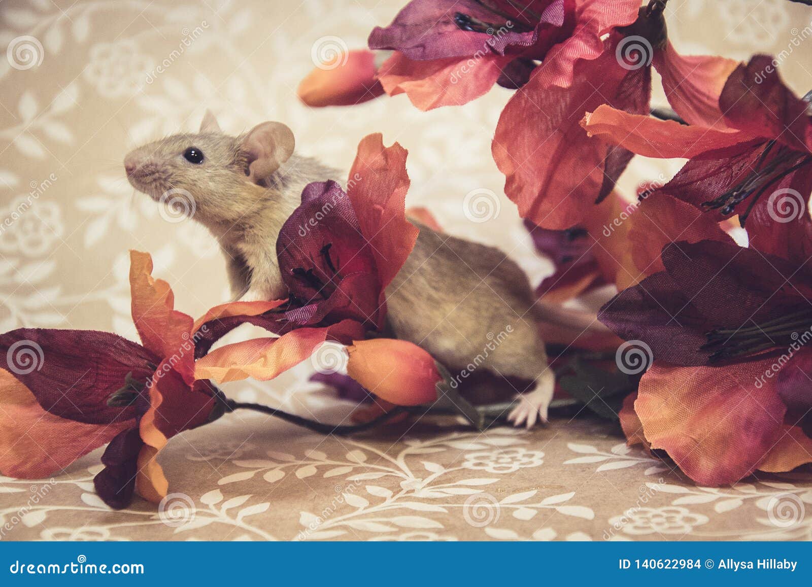 Brown mouse fall colors stock photo. Image of animal - 140622984
