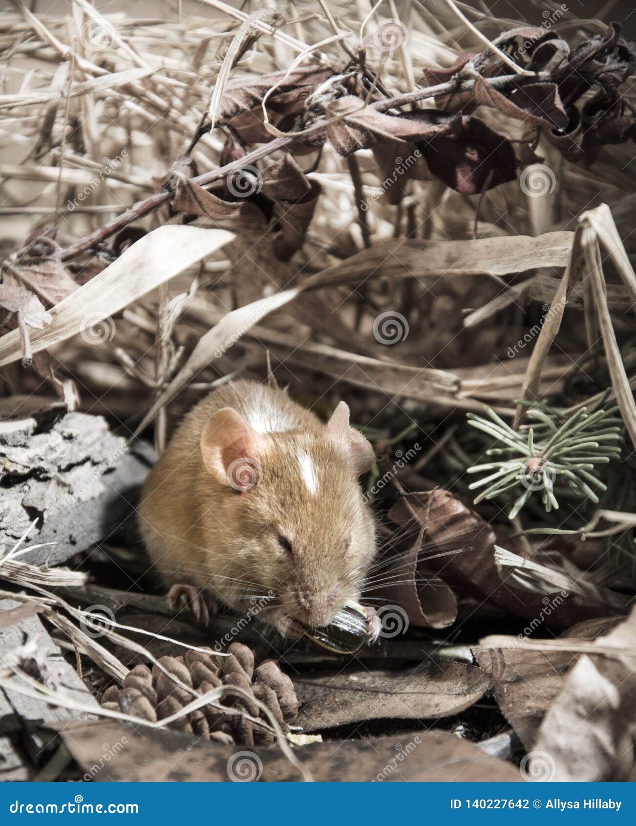 Brown mouse field stock photo. Image of brown, wild - 140227642