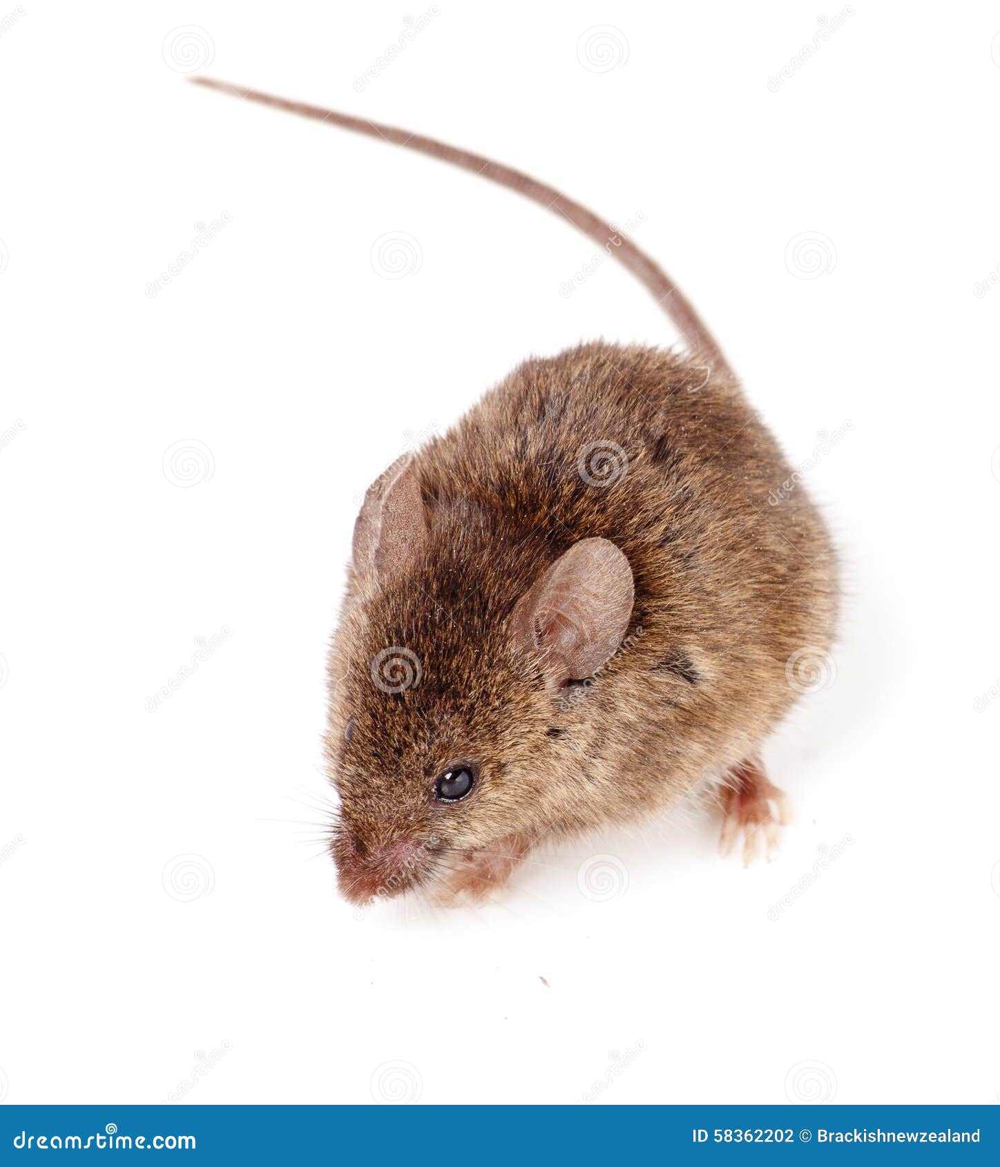 Brown Mouse stock photo. Image of field, small, tail - 58362202