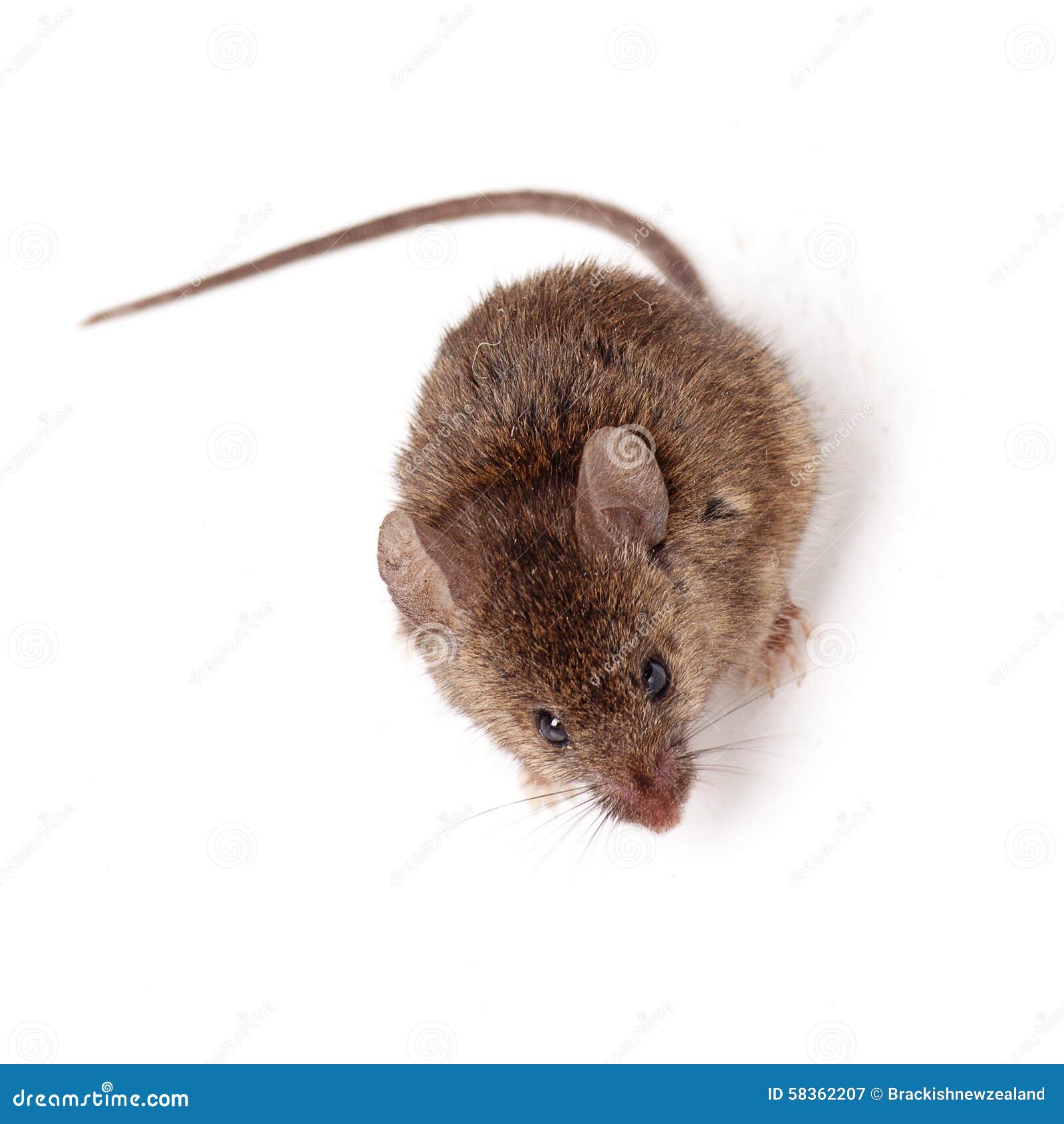 Brown Mouse stock image. Image of mouse, background, pets - 58362207