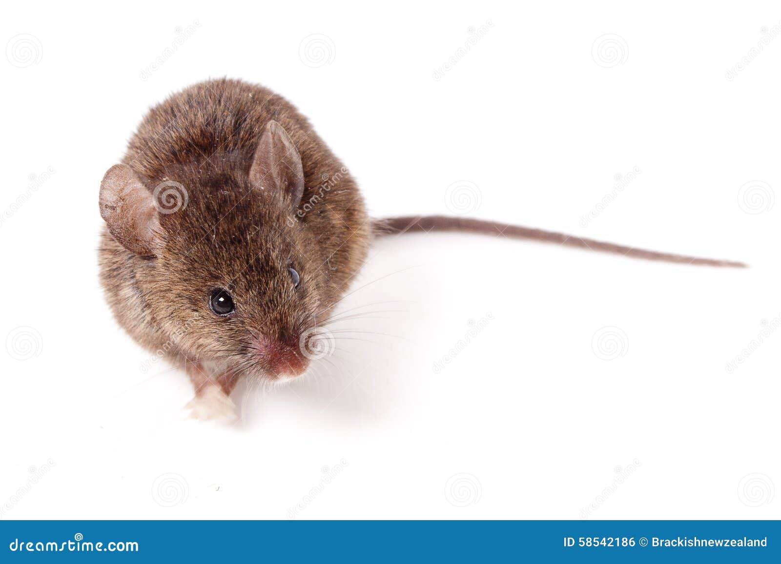 Brown Mouse stock photo. Image of field, mouse, pest - 58542186