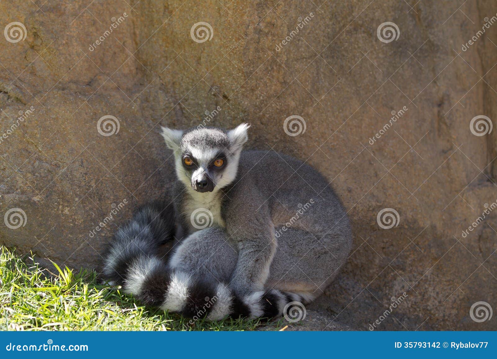 Brown Mouse Lemur (Microcebus Rufus) Stock Photo - Image of looking ...