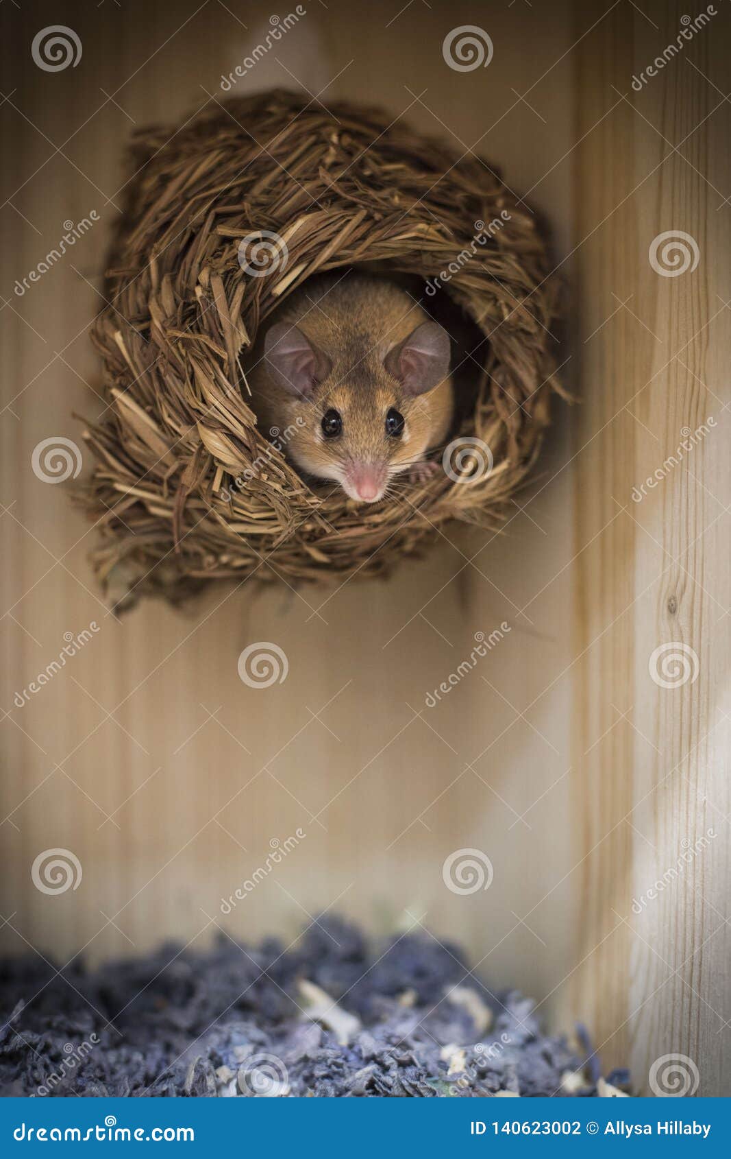 Brown mouse in nest stock photo. Image of mammal, animal - 140623002