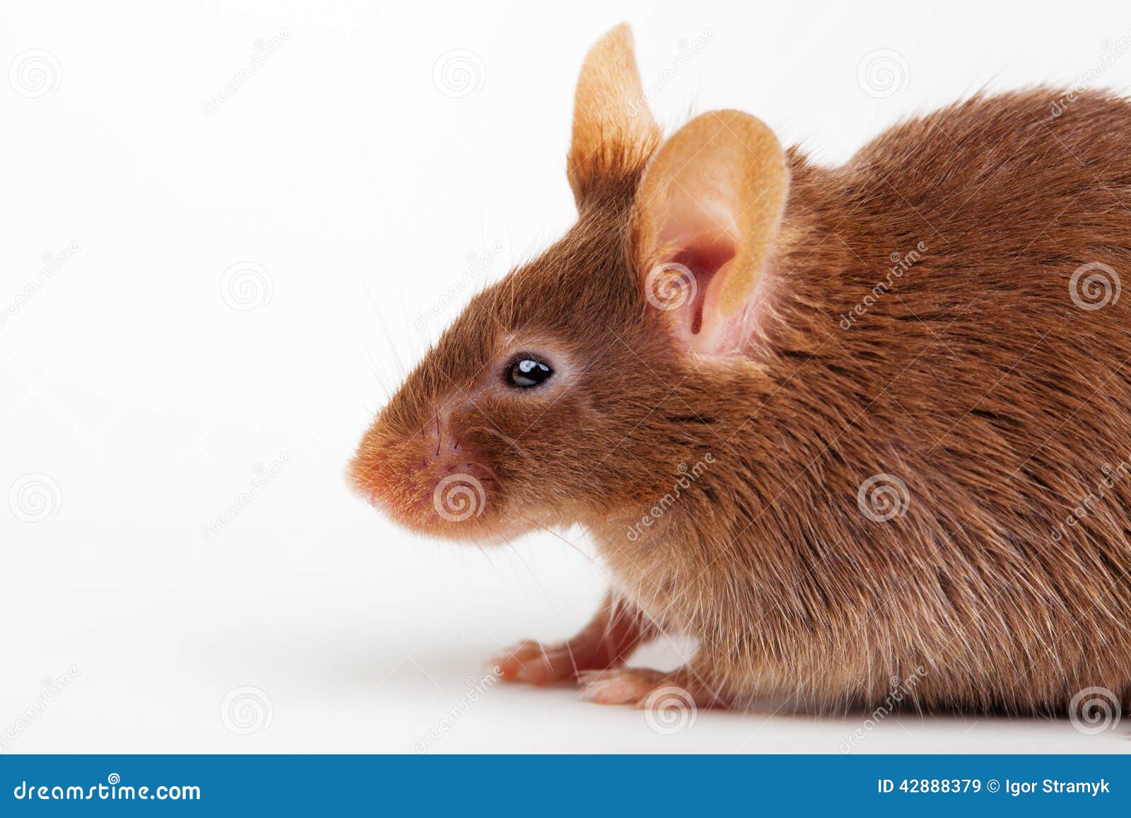 Brown mouse stock image. Image of sniff, closeup, hamster - 42888379