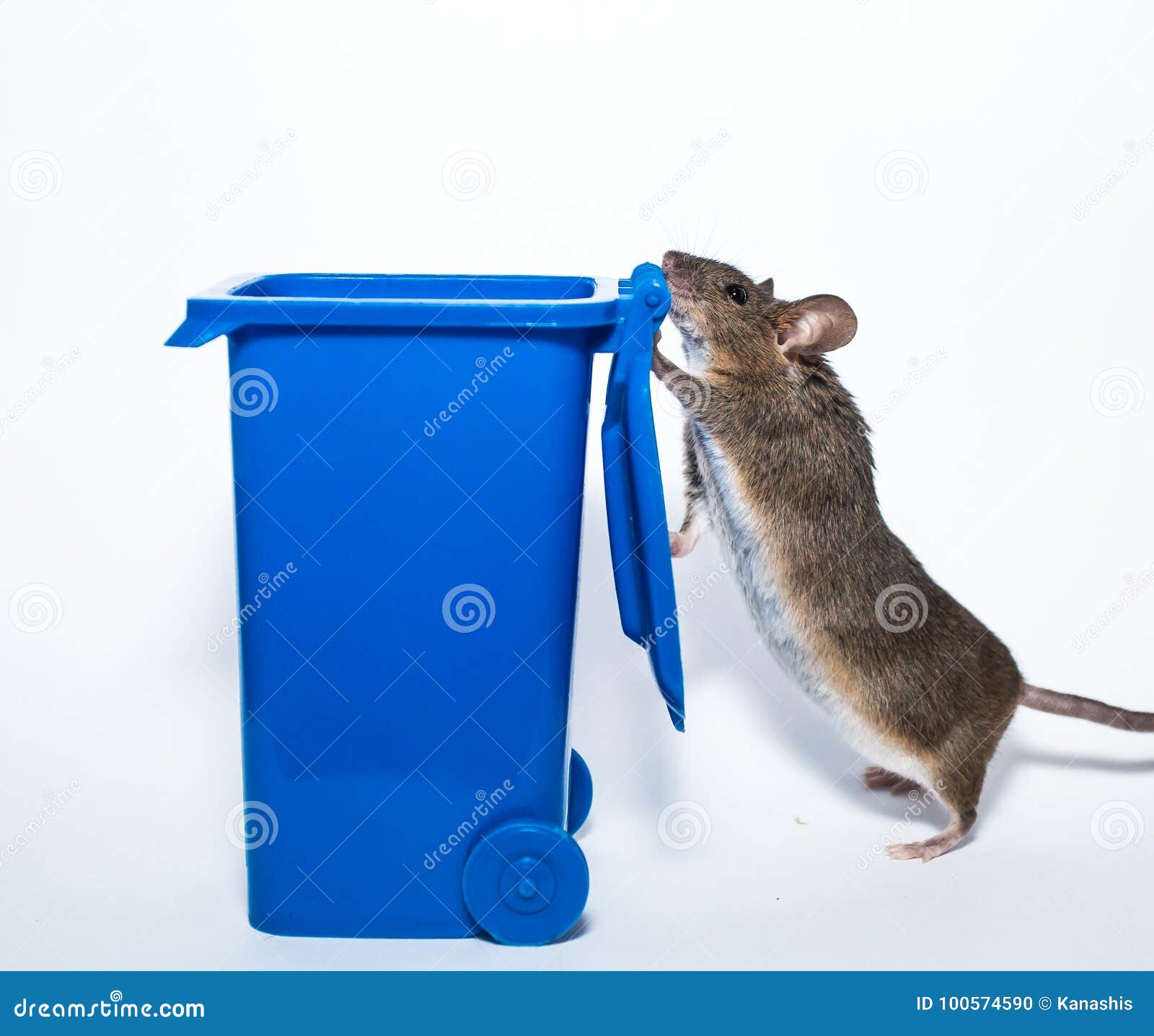Brown Mouse and Recycle Container Stock Photo - Image of trash, animal ...