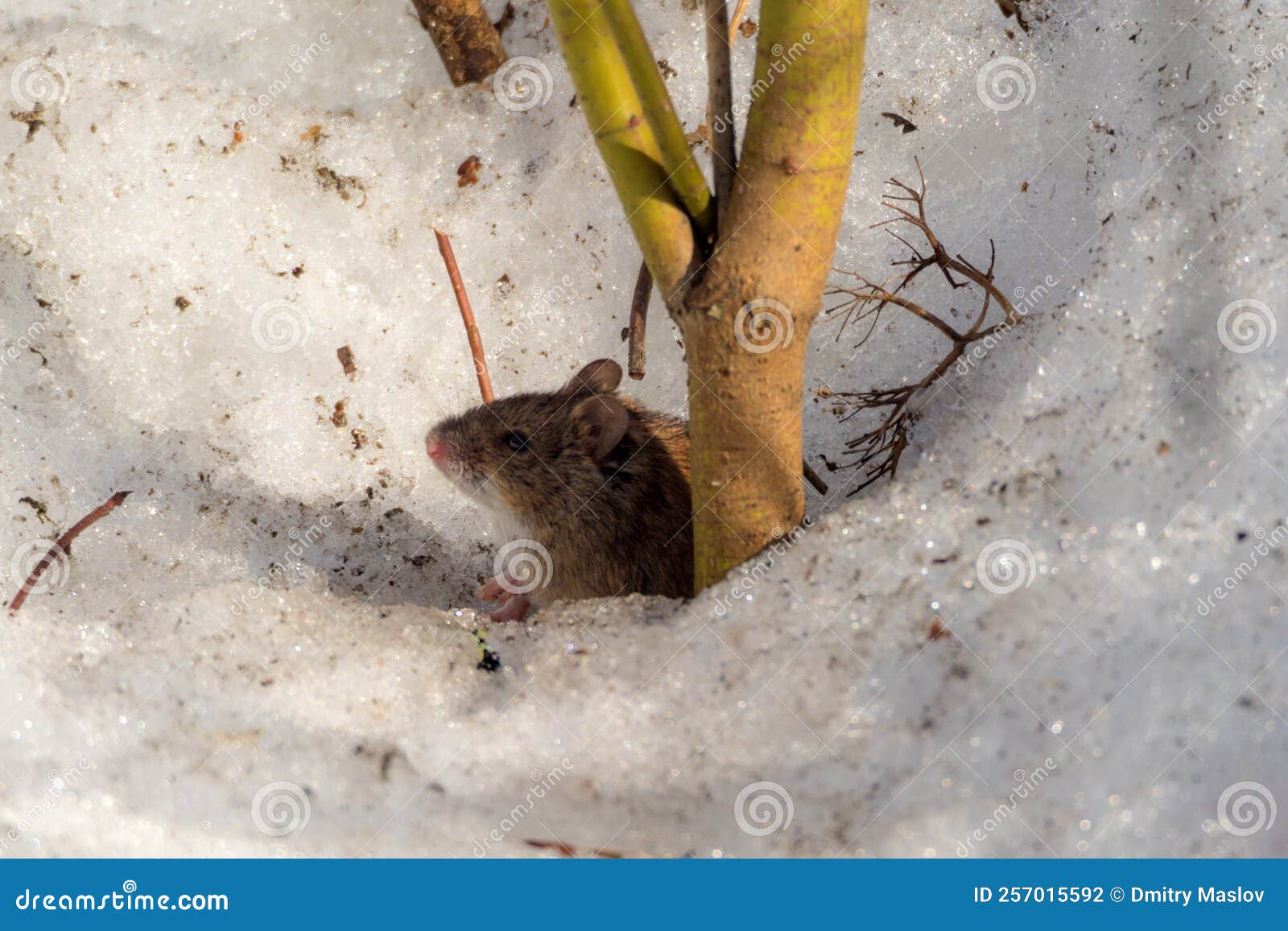 Brown mouse in the snow stock photo. Image of beautiful - 257015592