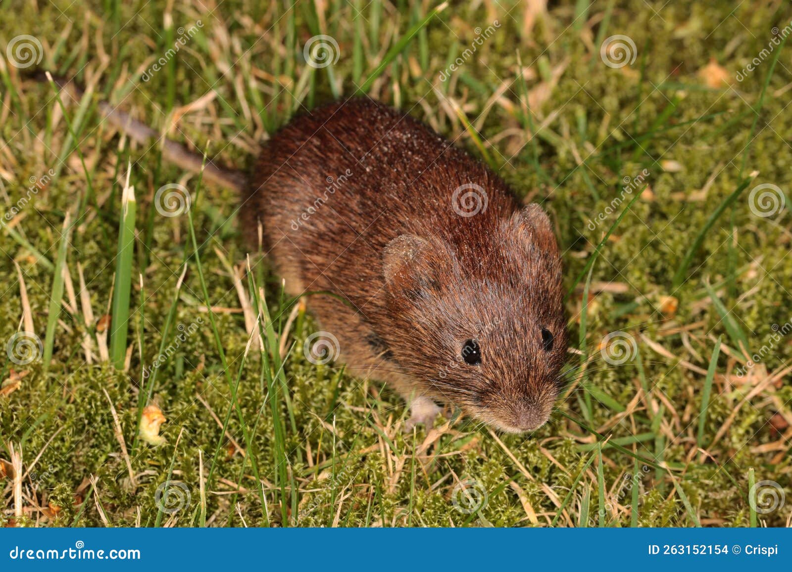 Cute brown mouse stock photo. Image of mammal, hamster - 263152154