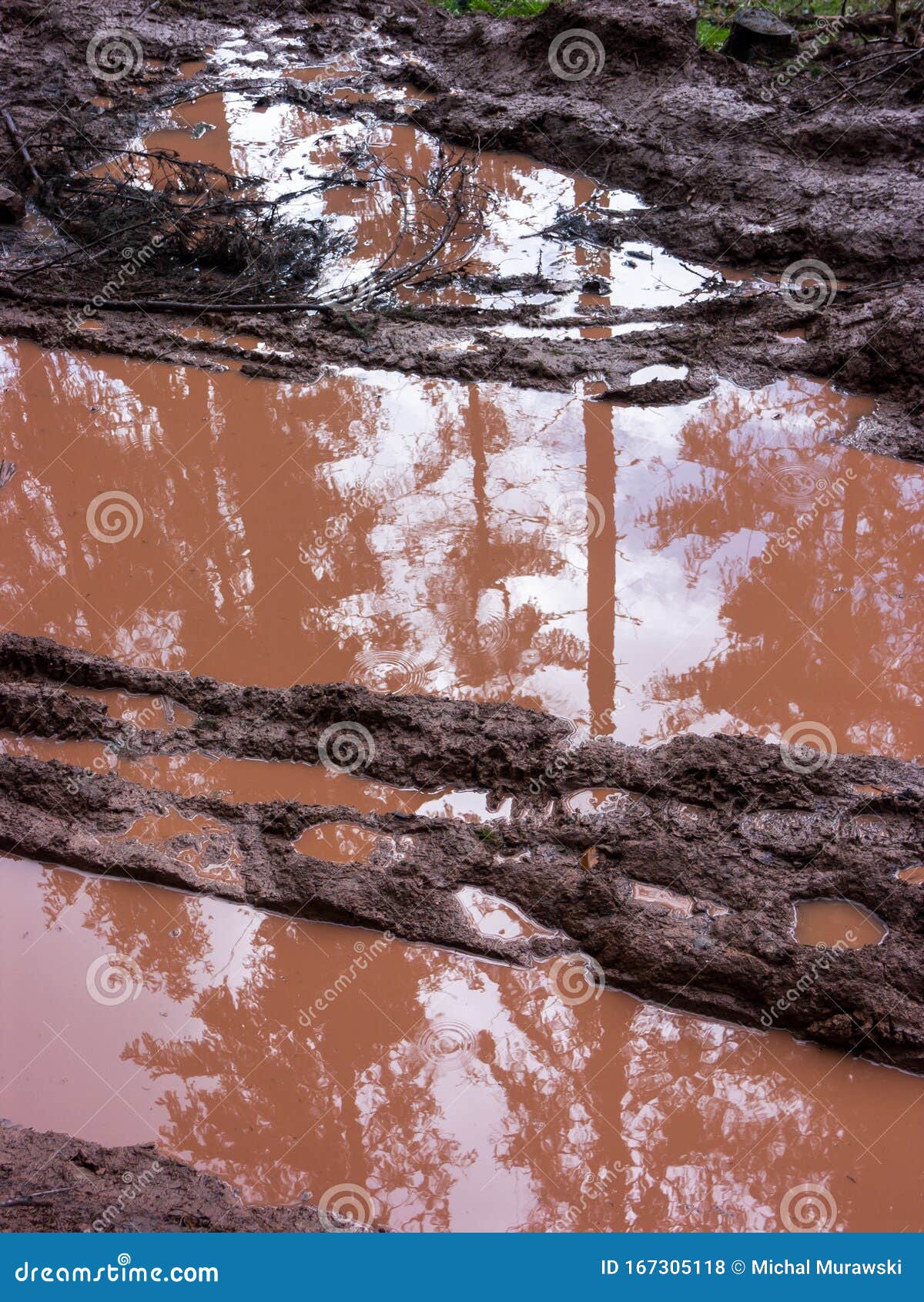 Brown Mud and Puddle with Reflection of the Forest Stock Photo - Image ...