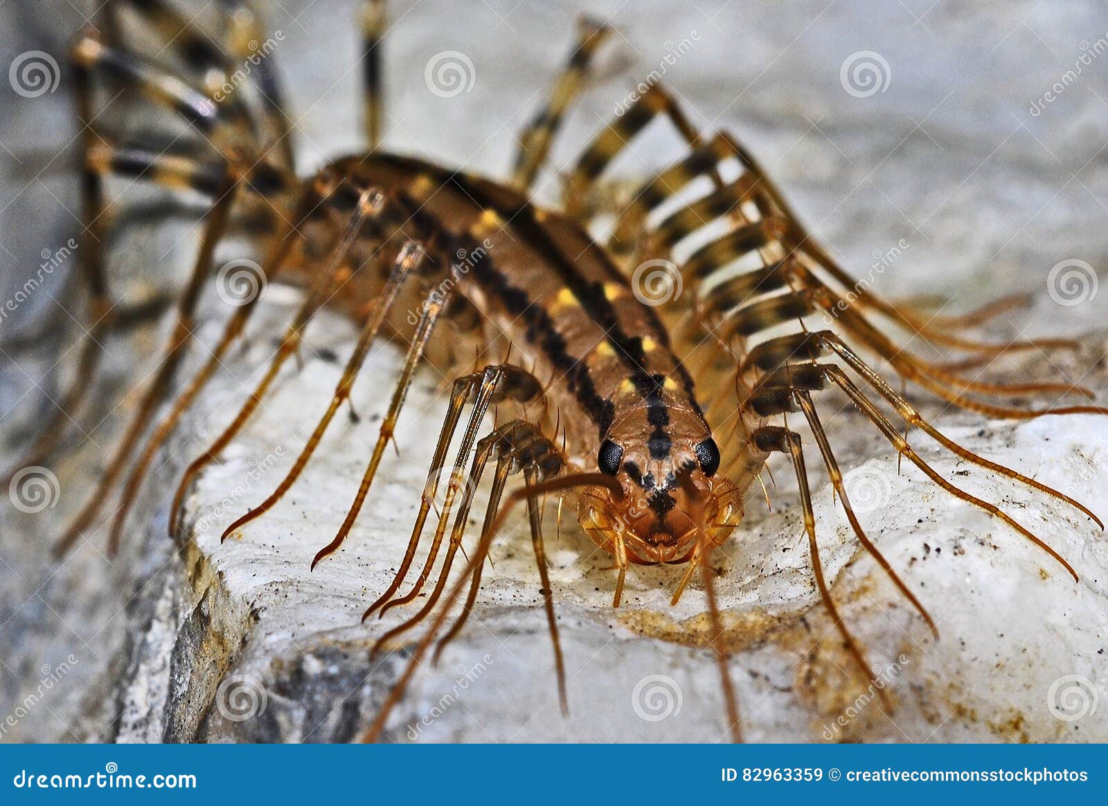 Brown Multi Leg Insect Picture. Image: 82963359