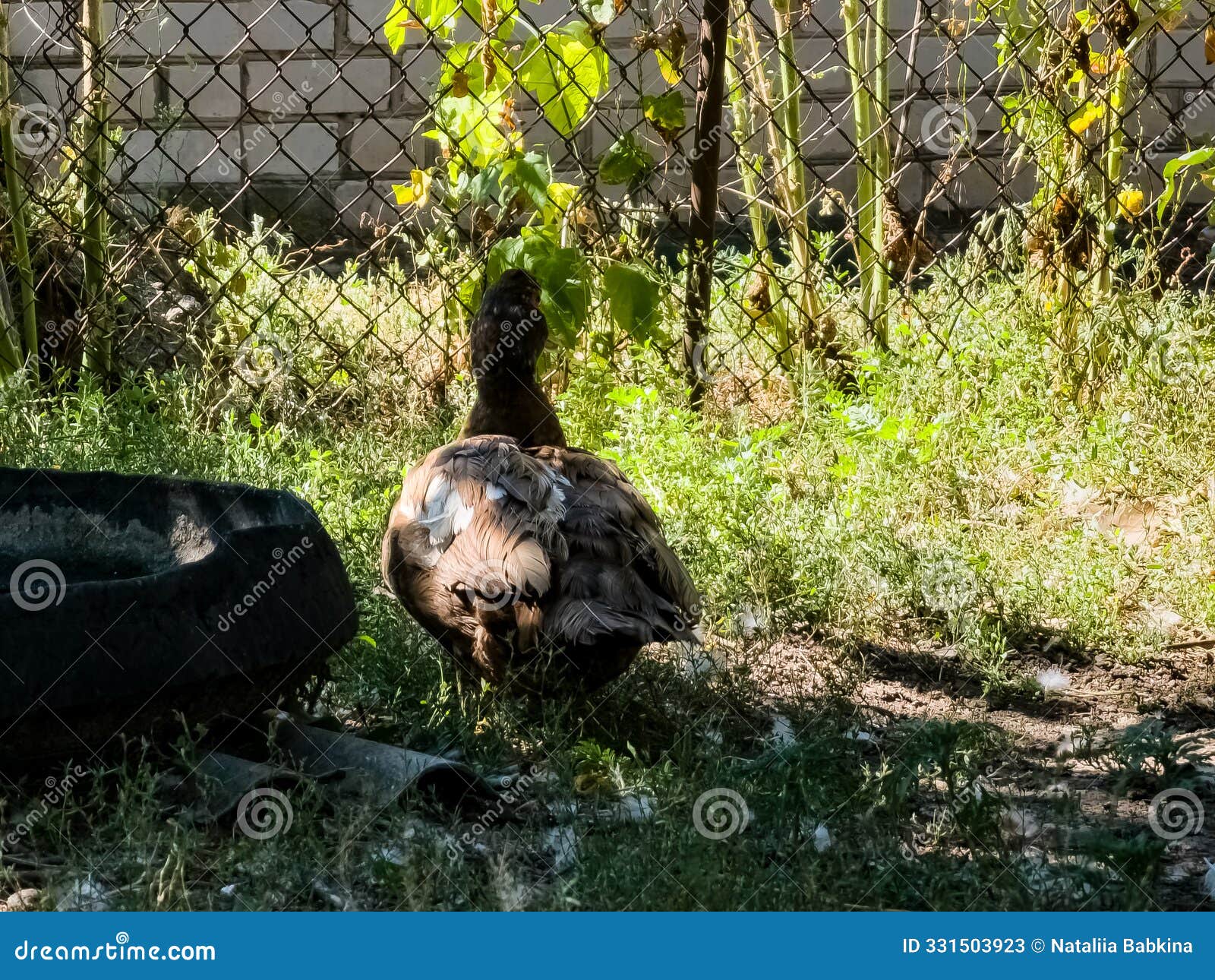 Brown Muscovy Duck or Cairina Moschata in the Backyard Stock Image ...