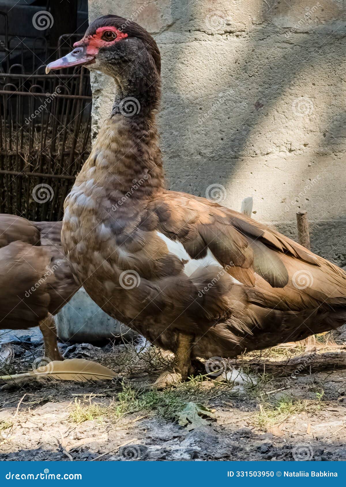 Brown Muscovy Duck or Cairina Moschata in the Backyard Stock Photo ...