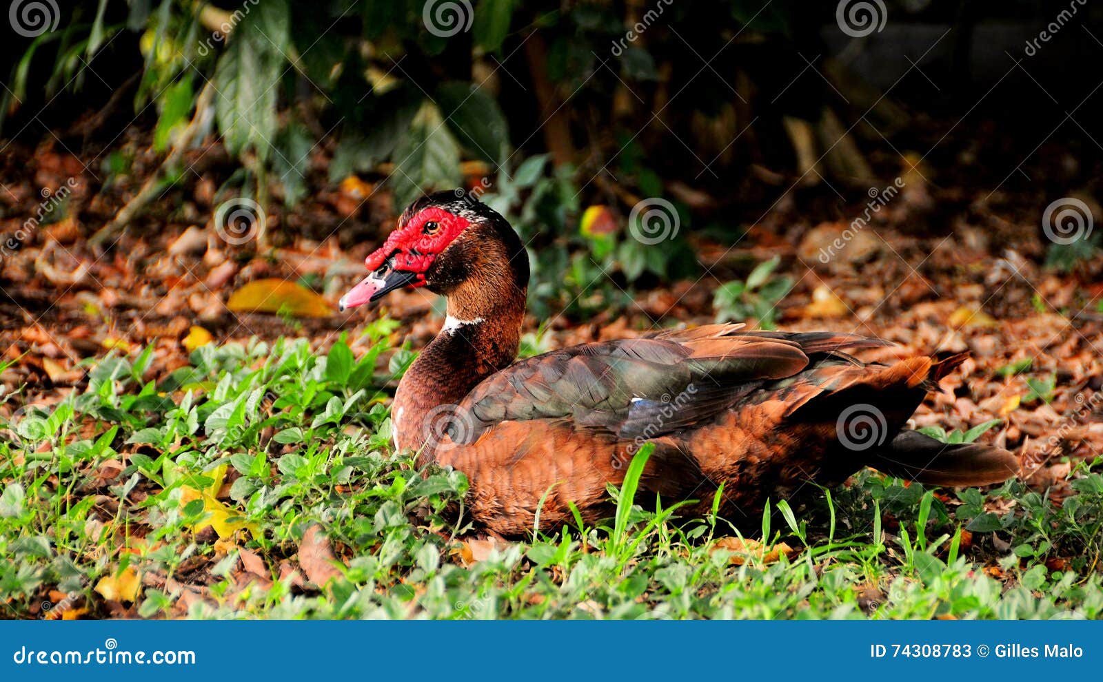 Brown Muscovy duck stock image. Image of nature, florida - 74308783