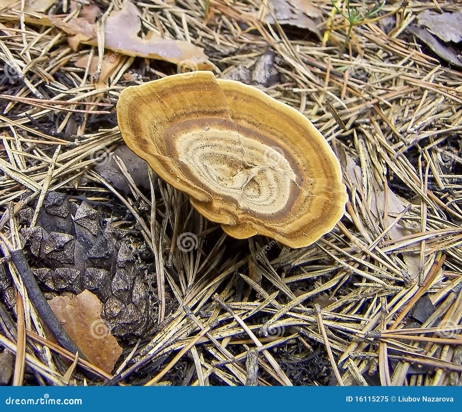 Brown Mushroom Royalty Free Stock Photo - Image: 16115275