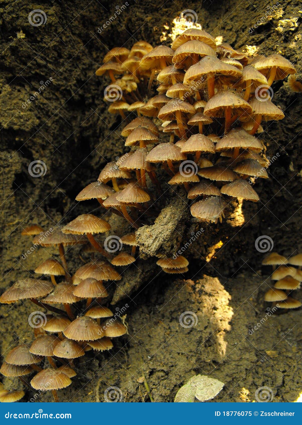 Brown mushroom stock image. Image of soil, nature, plants - 18776075